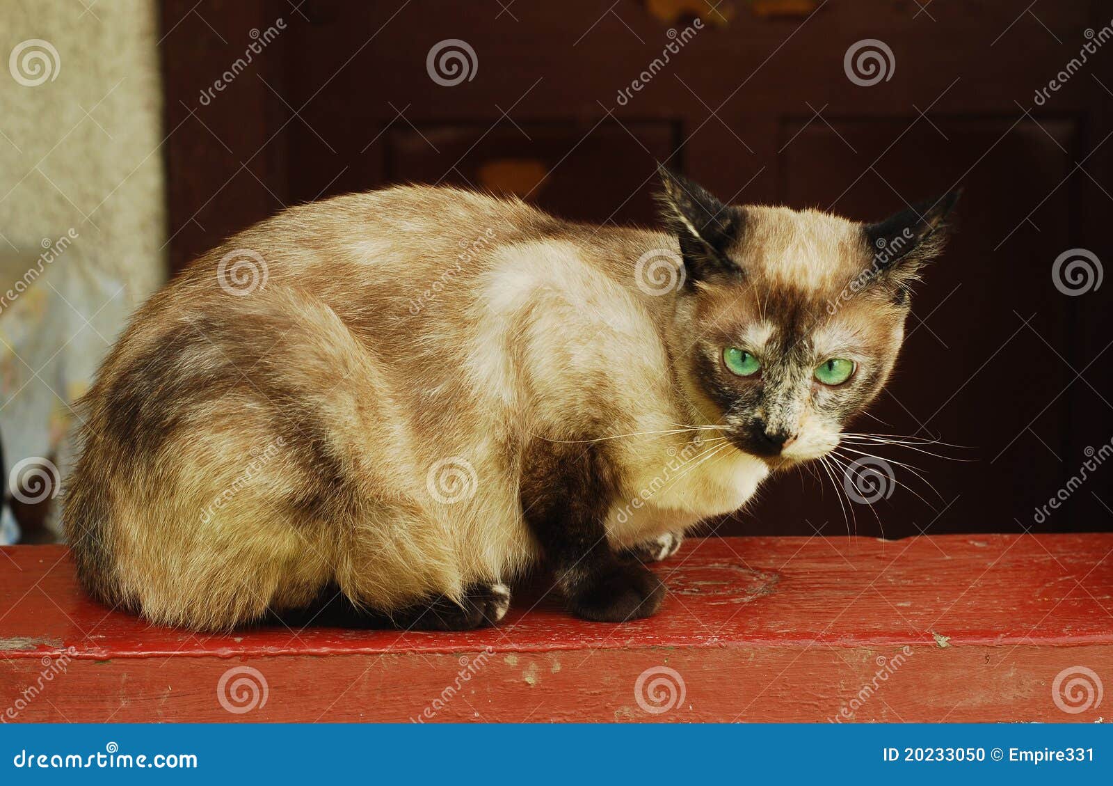 Burma katt arkivfoto. Bild av husdjur, älskvärt, fluffigt - 20233050
