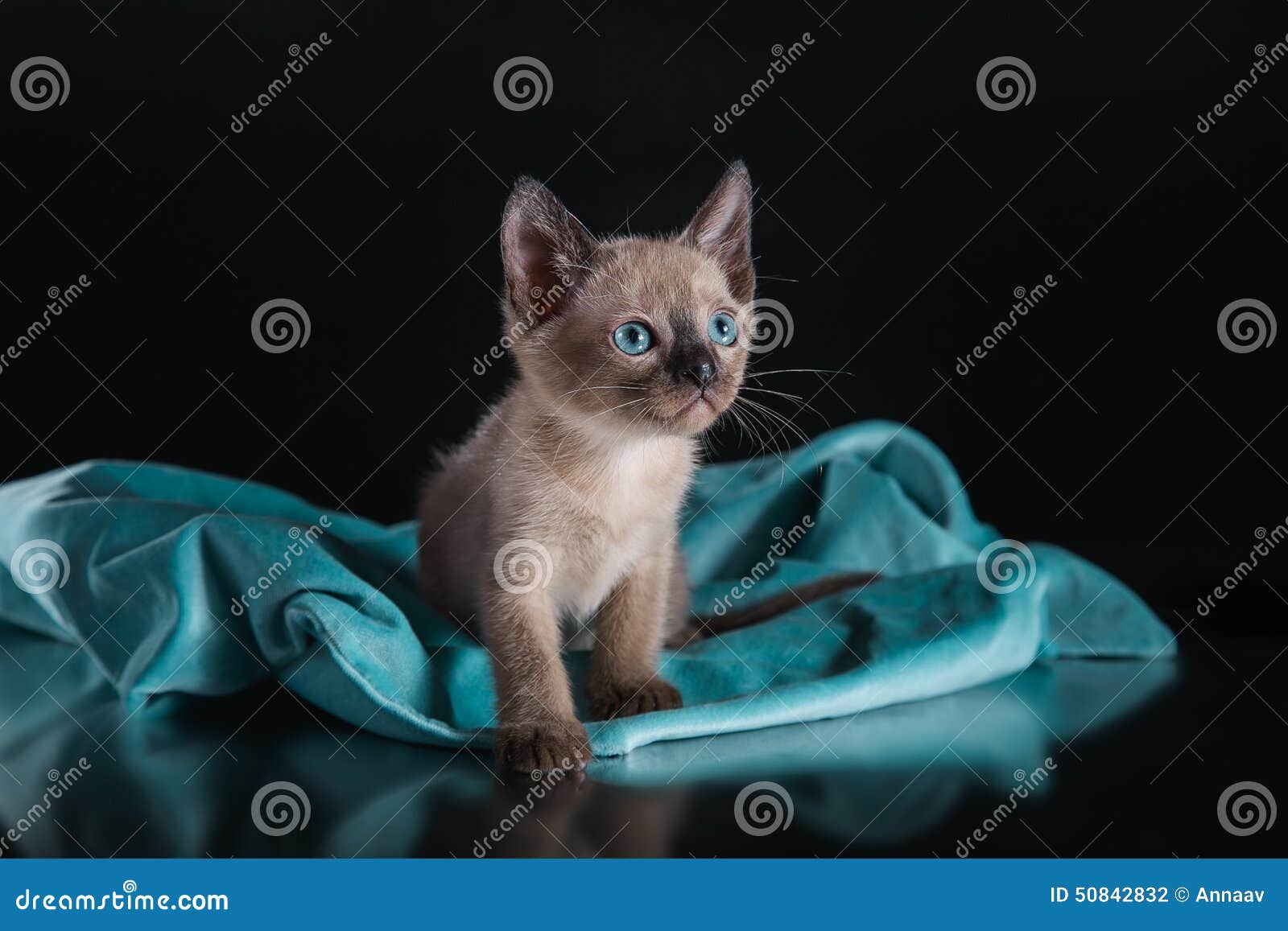 Burma Kitten. Portrait on a Black Background Stock Photo - Image of ...