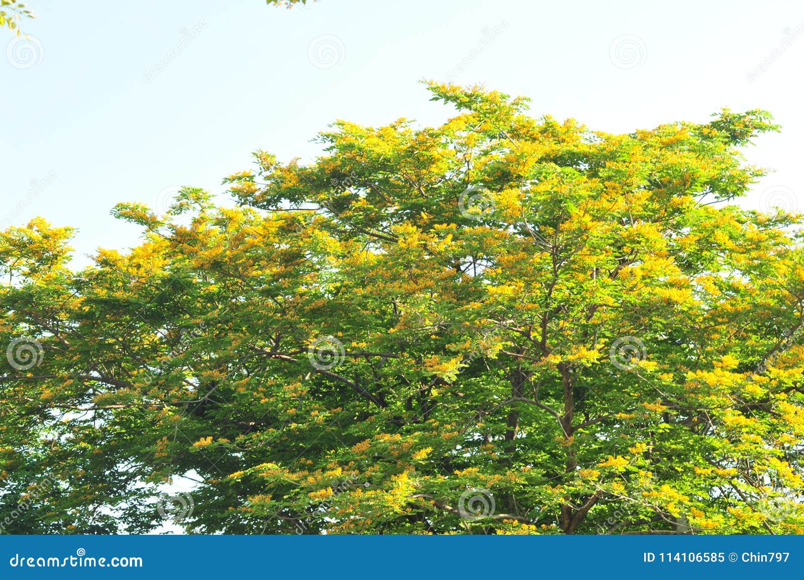 Burma Padauk in Selective Focus Point Stock Image - Image of burmese ...