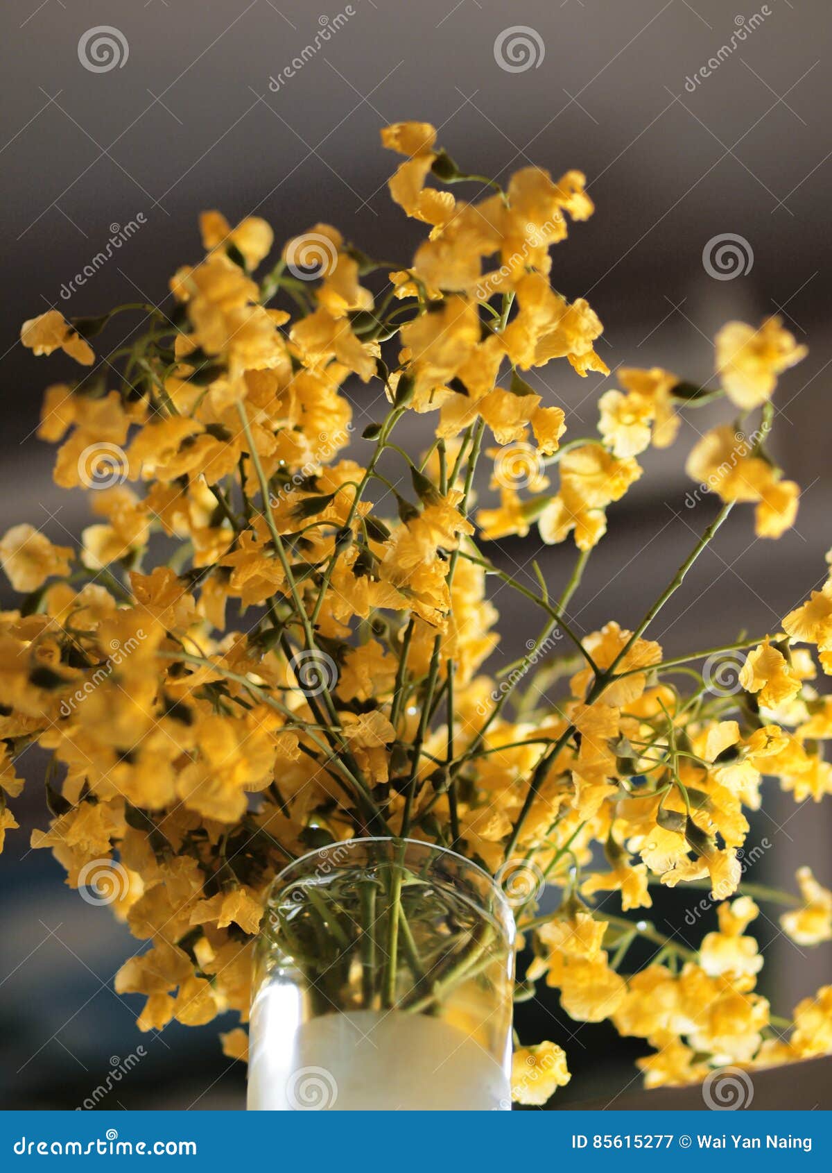 Burma Padauk Flowers Royalty-Free Stock Image | CartoonDealer.com #71690548