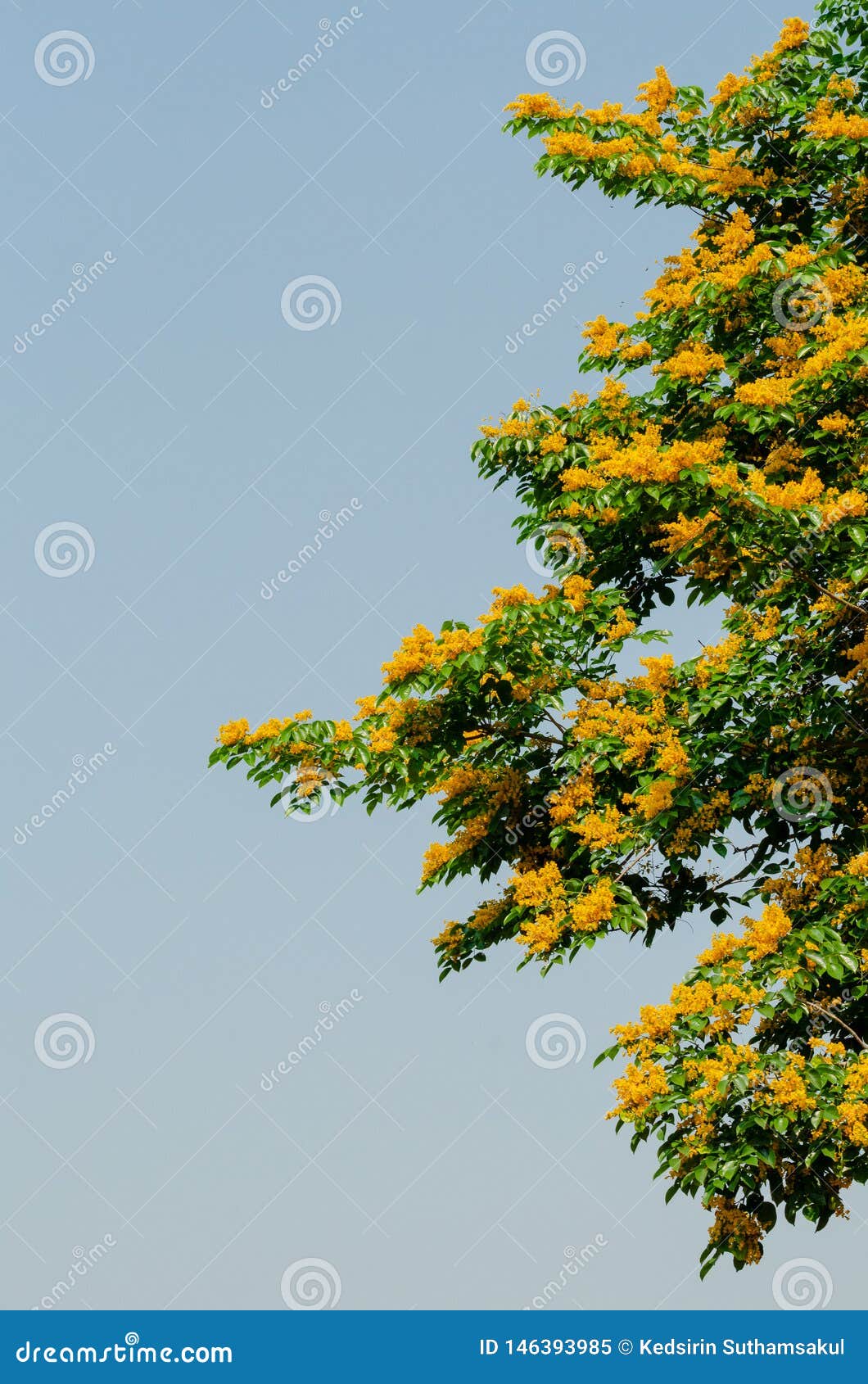 Burma Padauk or Pterocarpus Macrocarpus Flower Tree Stock Image - Image ...