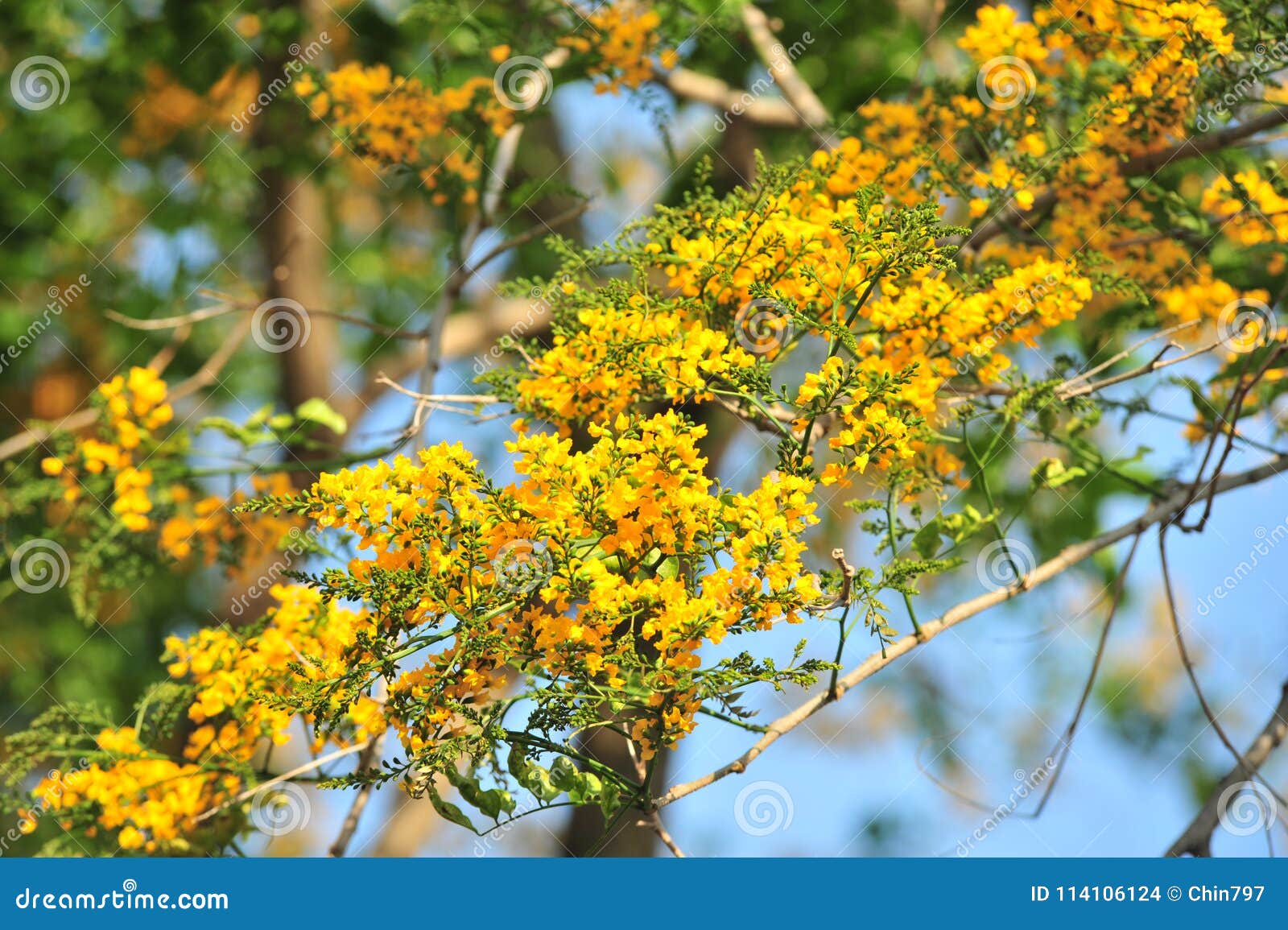 Burma Padauk Flowers Royalty-Free Stock Image | CartoonDealer.com #71690548