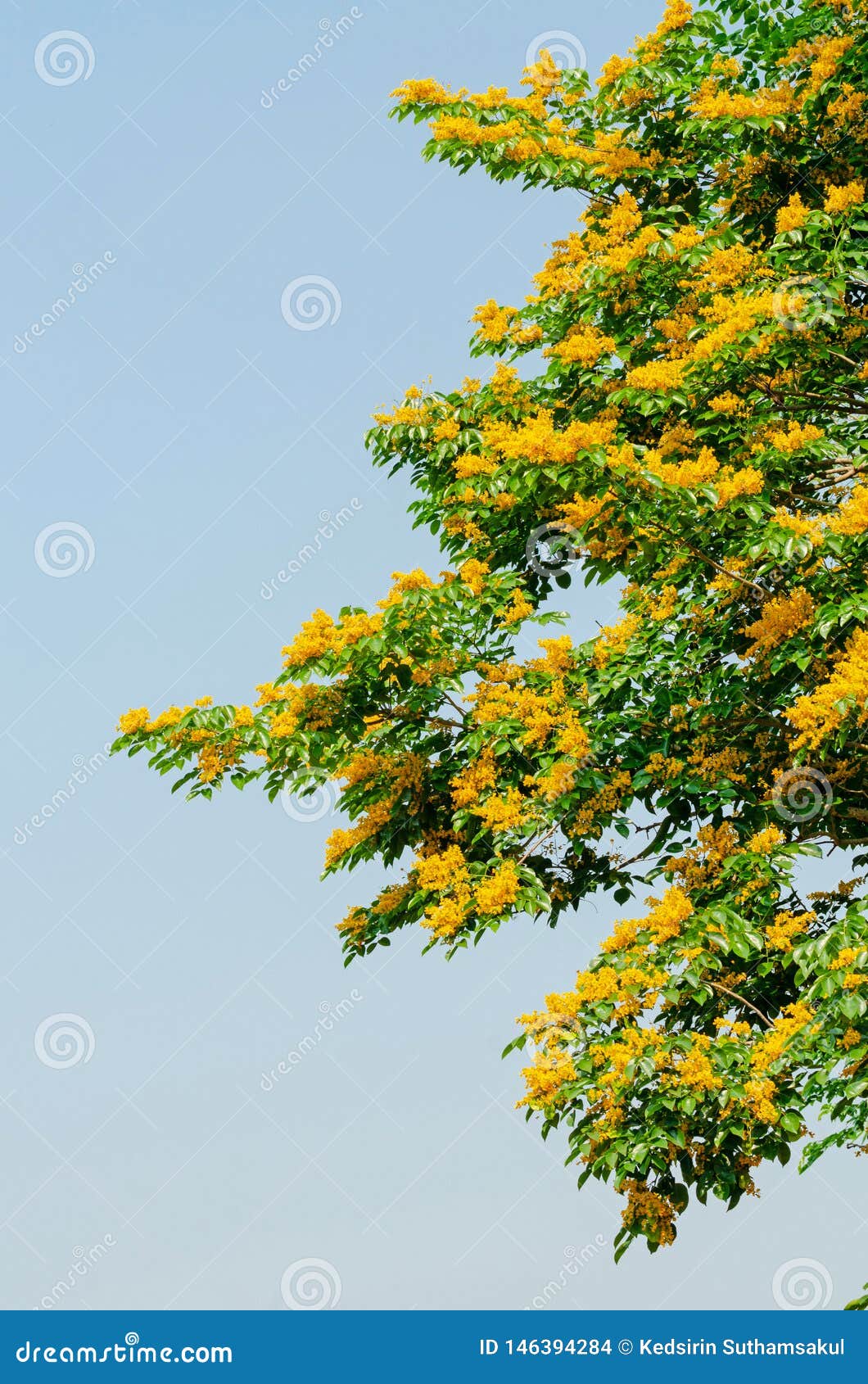 Burma Padauk Flowers Royalty-Free Stock Image | CartoonDealer.com #71690548