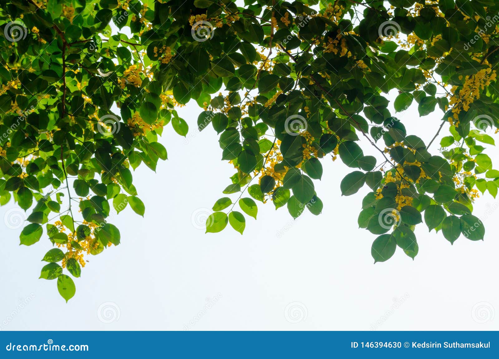 Burma padauk tree flower stock photo. Image of green - 146394630