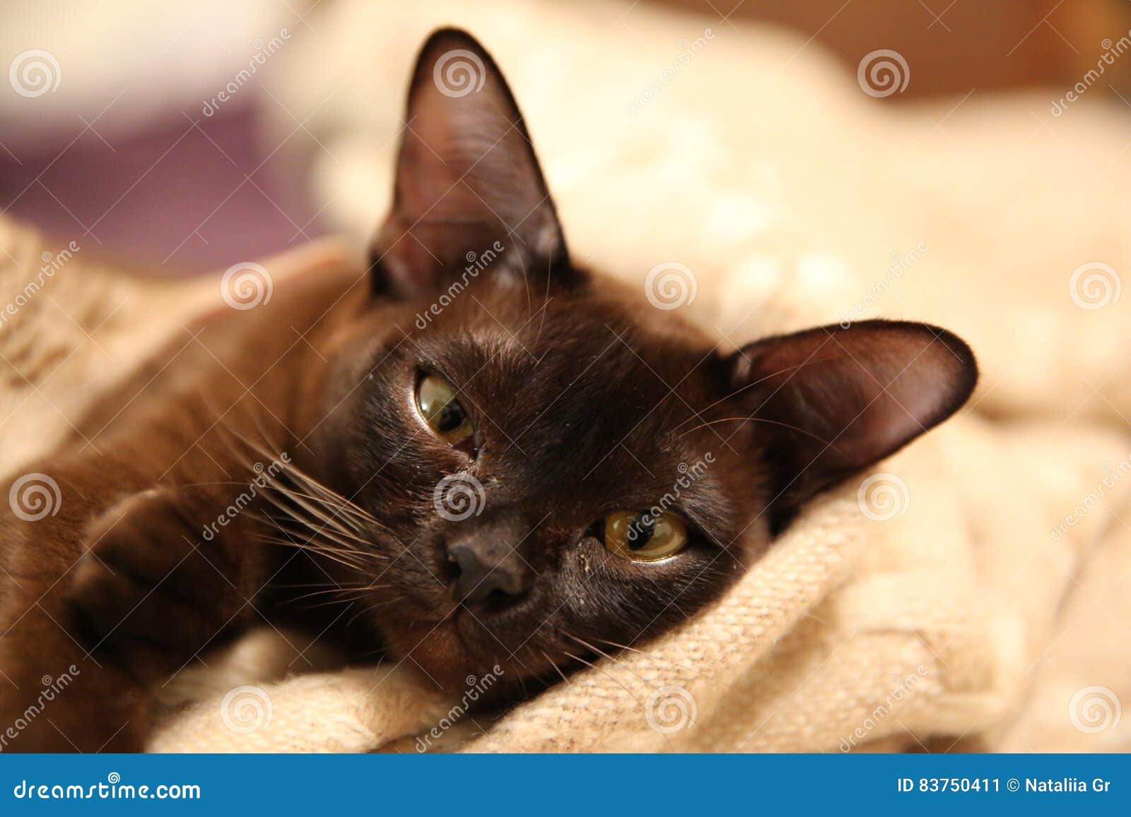Burman cat. stock image. Image of burma, indoor, animals - 83750411