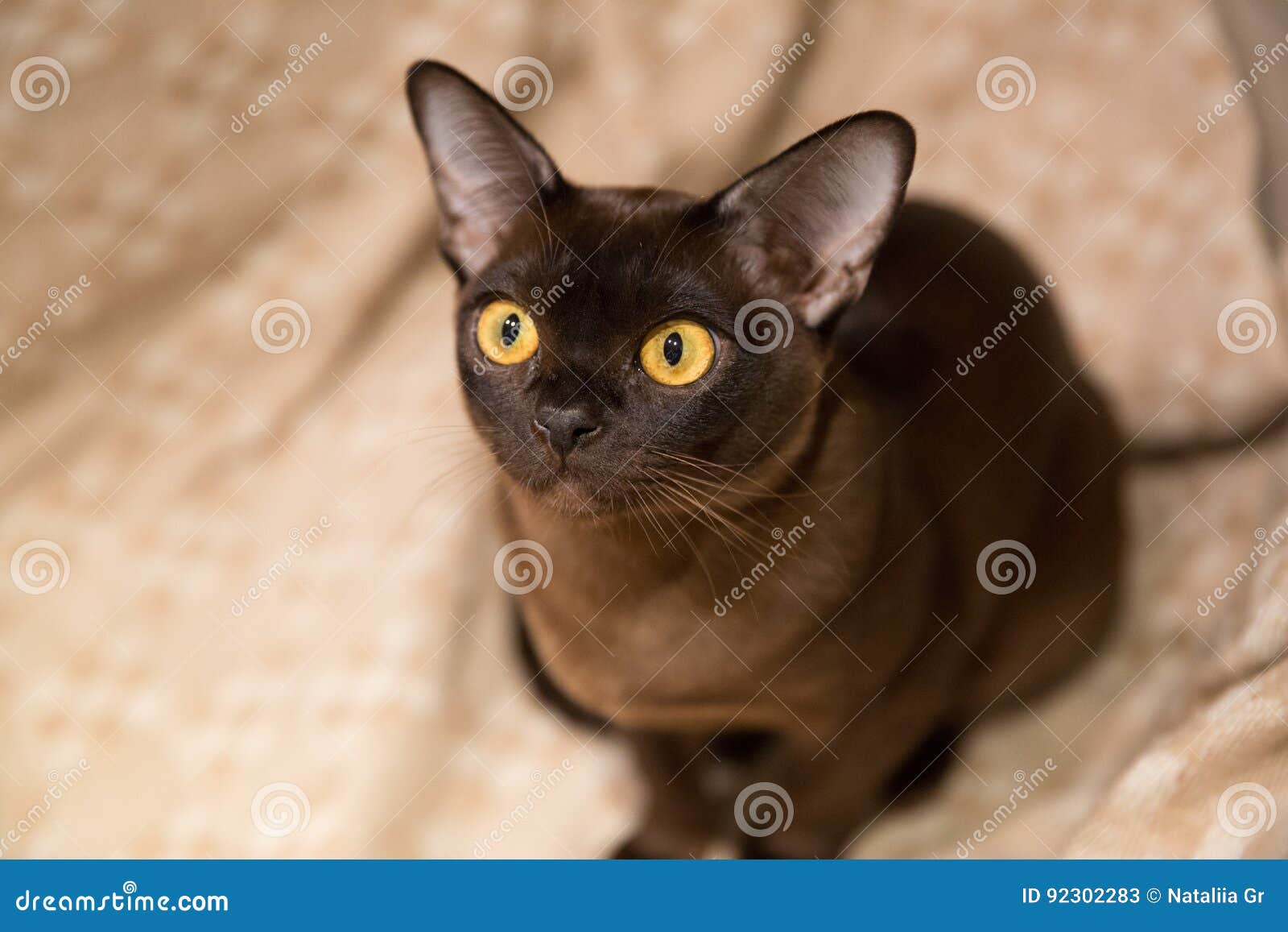 Burman cat. stock image. Image of distinct, interesting - 92302283