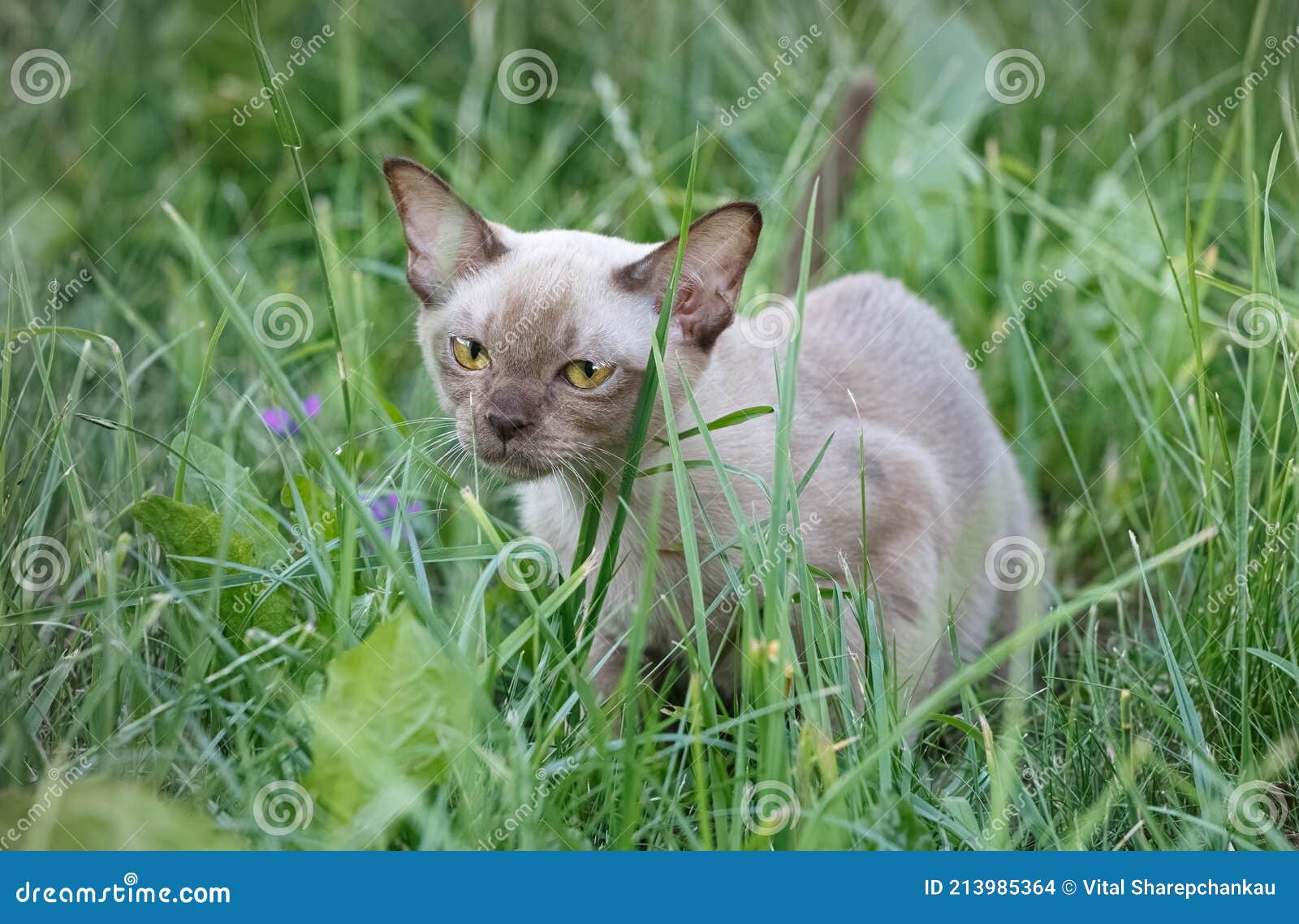 Burman Kitty in a Green Grass Stock Photo - Image of playful ...