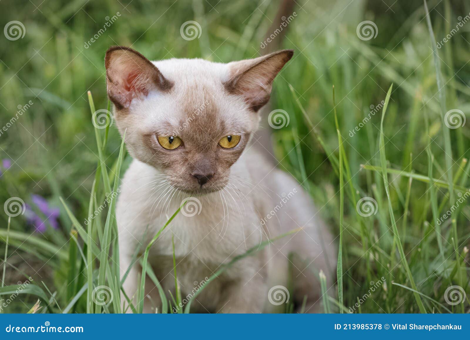 Burman Kitty in a Green Grass Stock Photo - Image of claw, looking ...