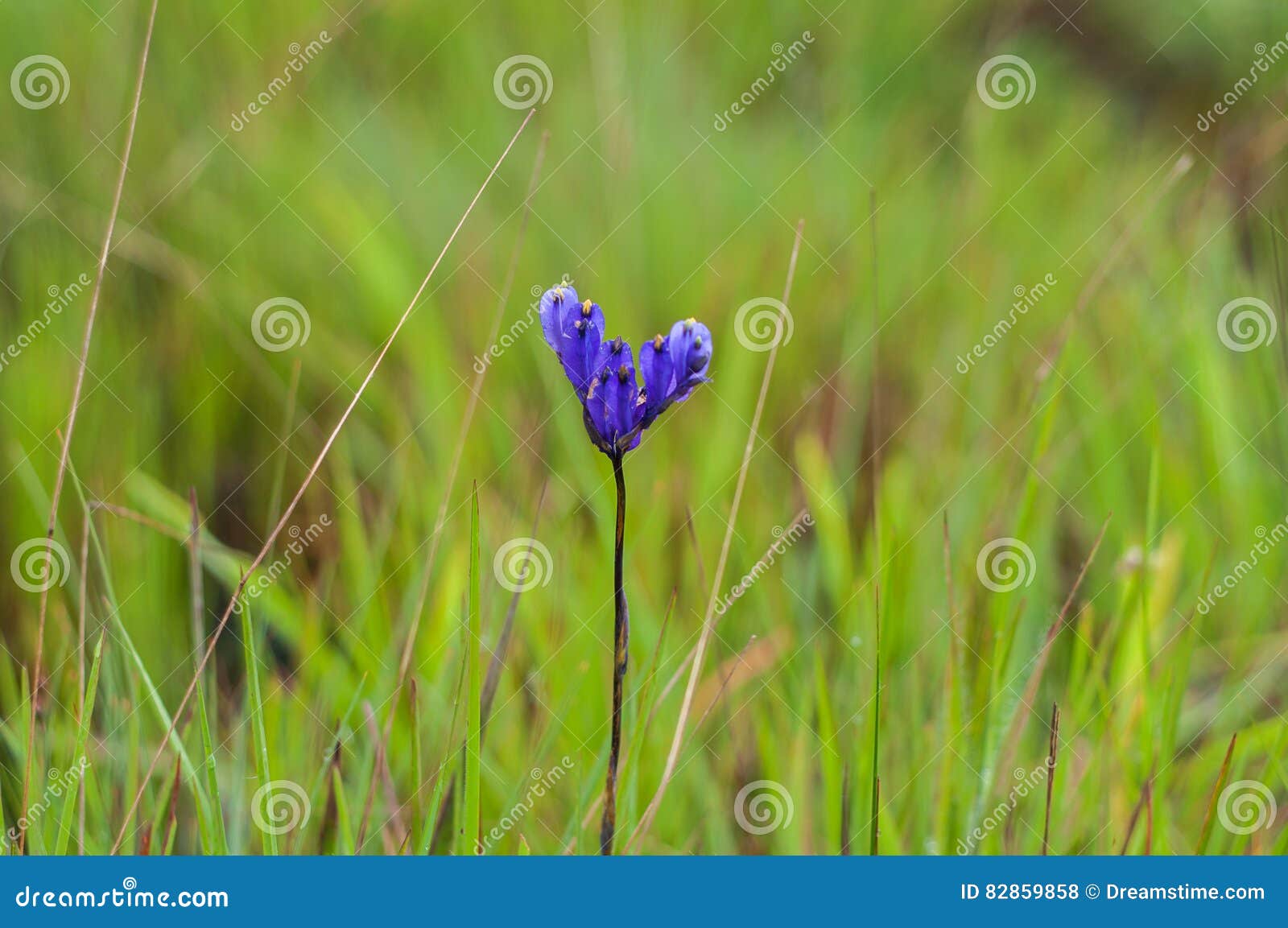 Burmannia flower stock photo. Image of hiking, color - 82859858