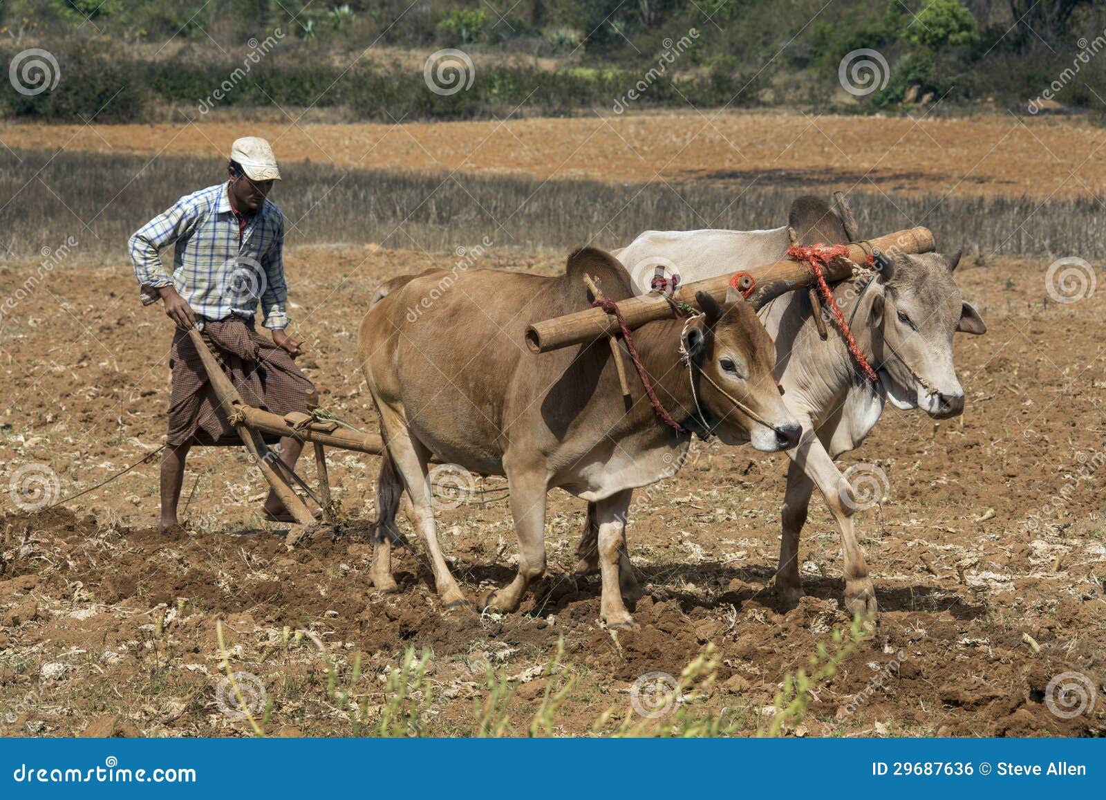 Ox Drawn Farming Implements