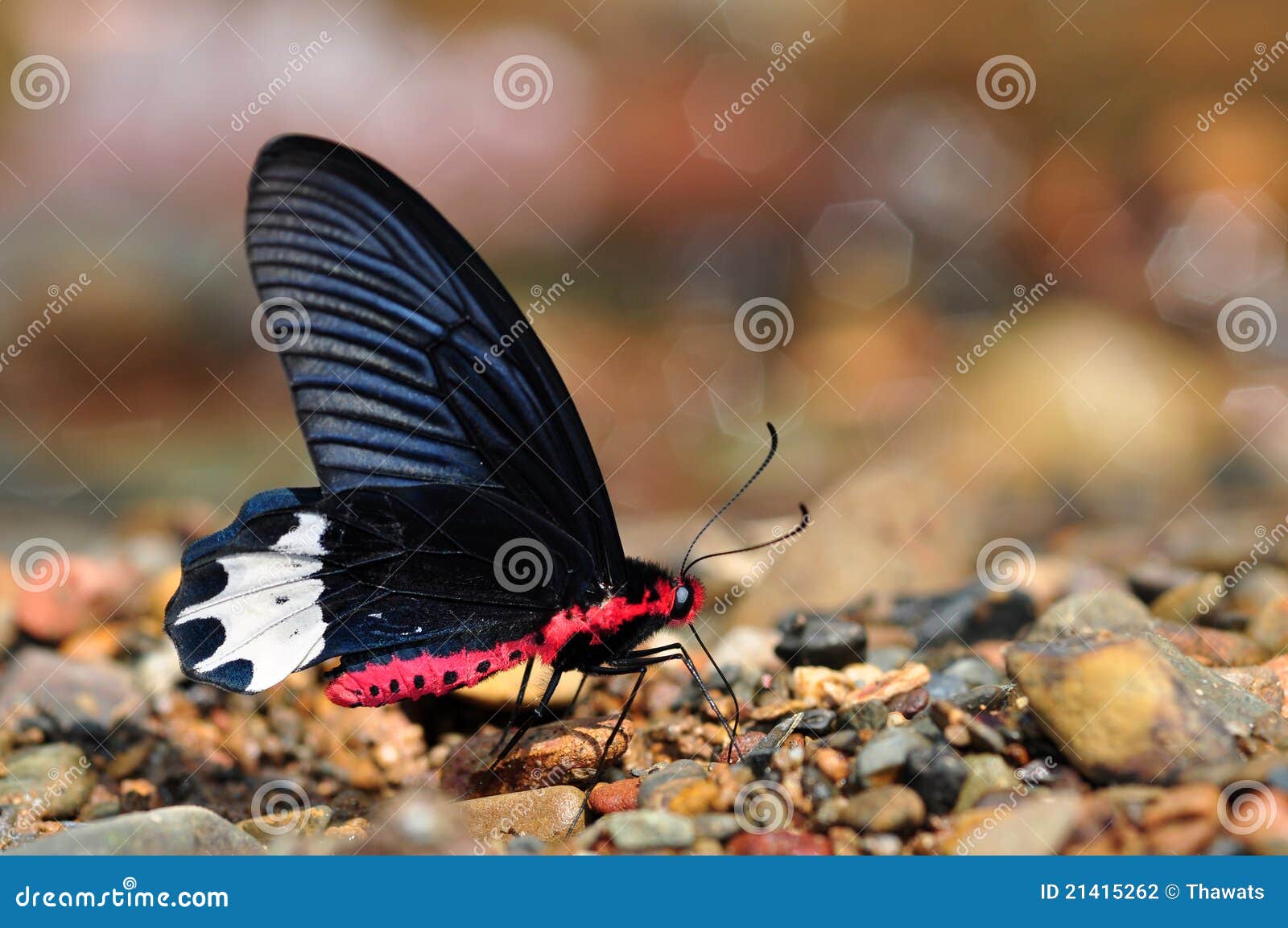 Batwing Butterfly Photos - Free & Royalty-Free Stock Photos from Dreamstime