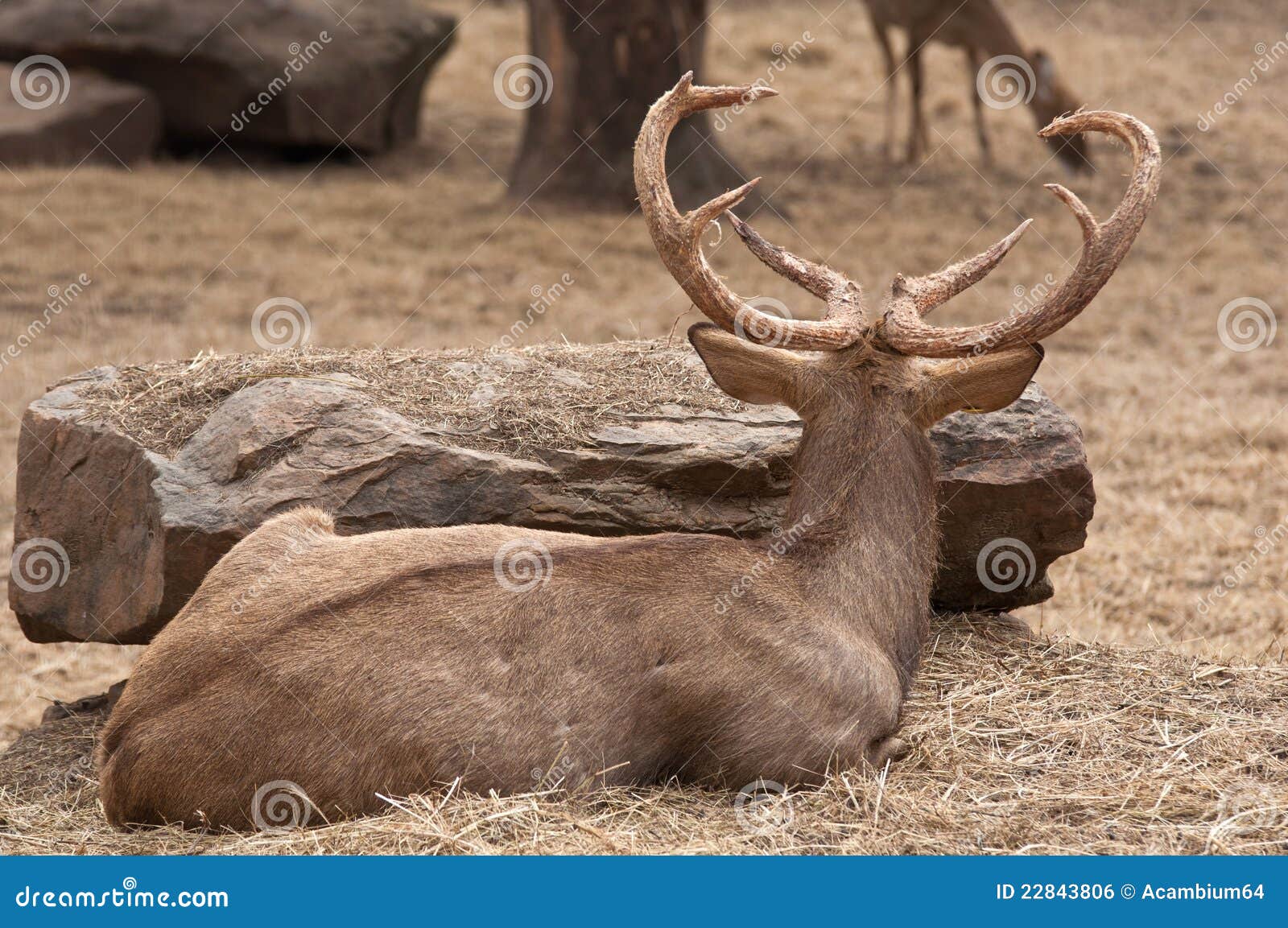 A Burmese Brow-Antlered Deer in the Back View Stock Photo - Image of ...