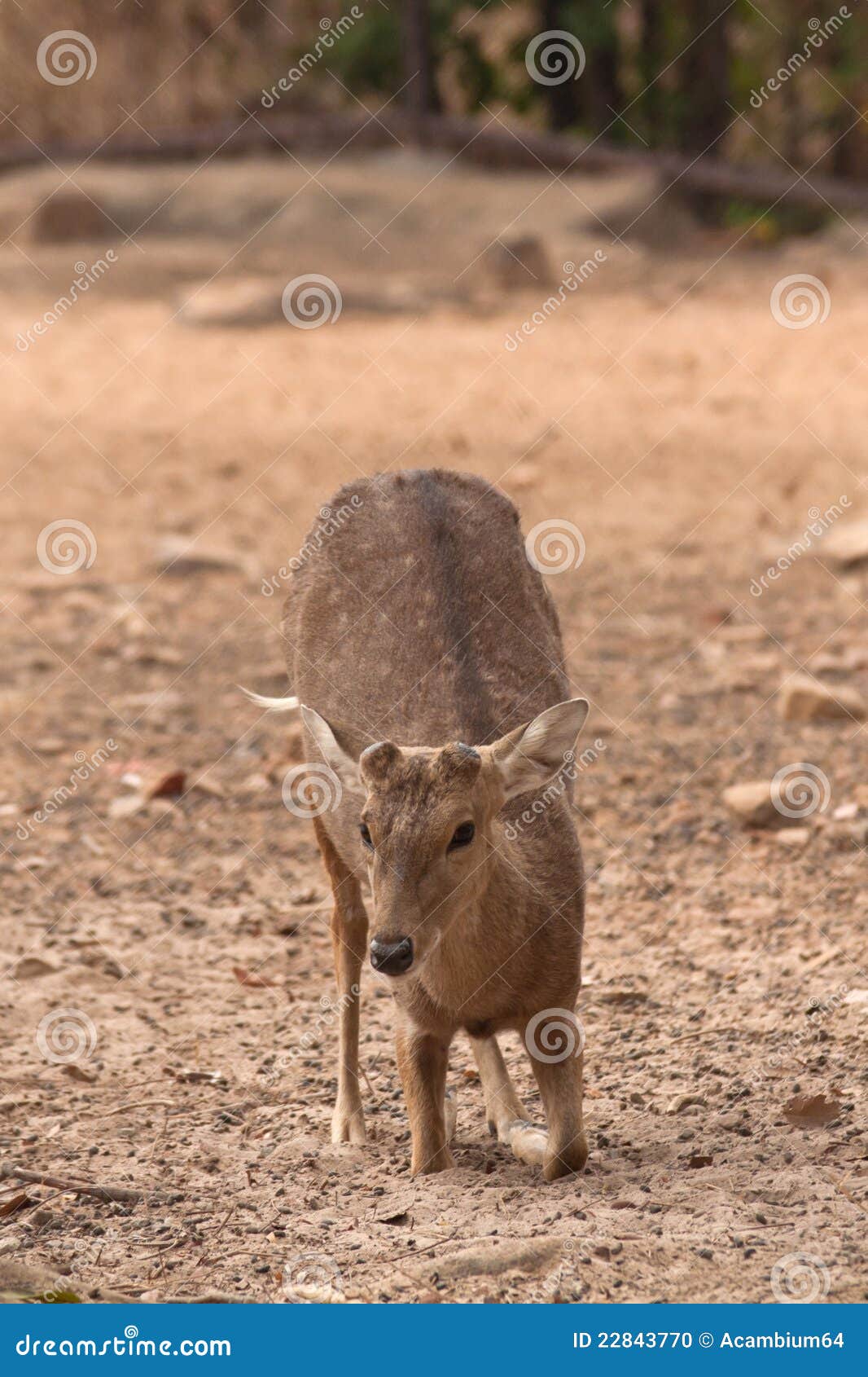 A Burmese Brow-Antlered Deer on the Knee Stock Photo - Image of ...