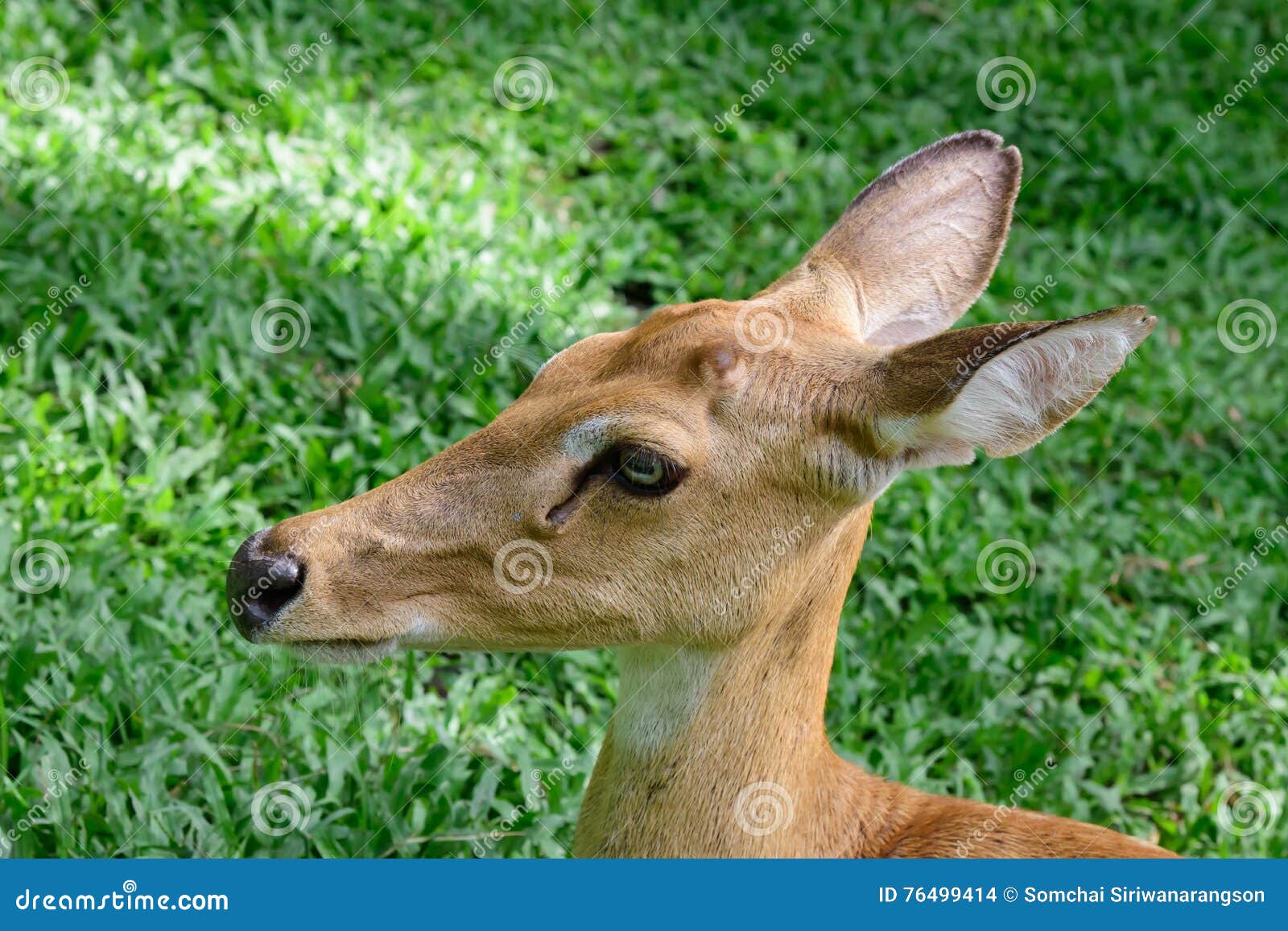 Burmese brow-antlered deer stock photo. Image of beauty - 76499414