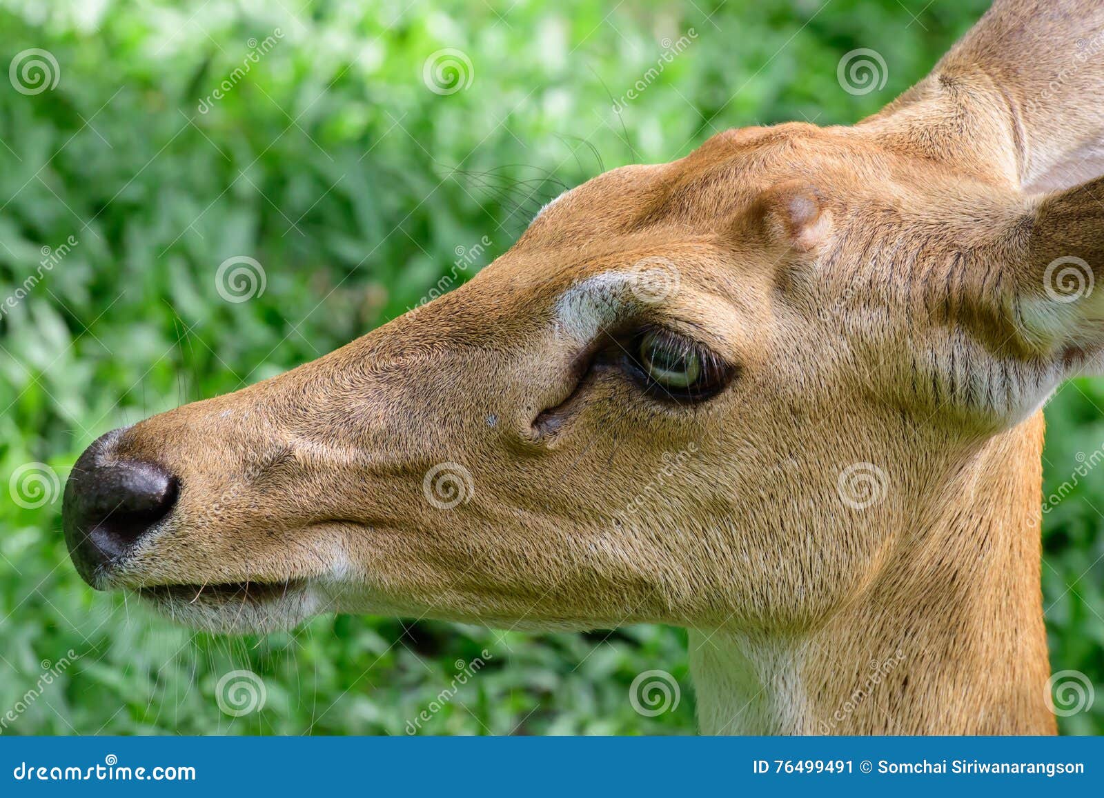 Burmese brow-antlered deer stock image. Image of head - 76499491