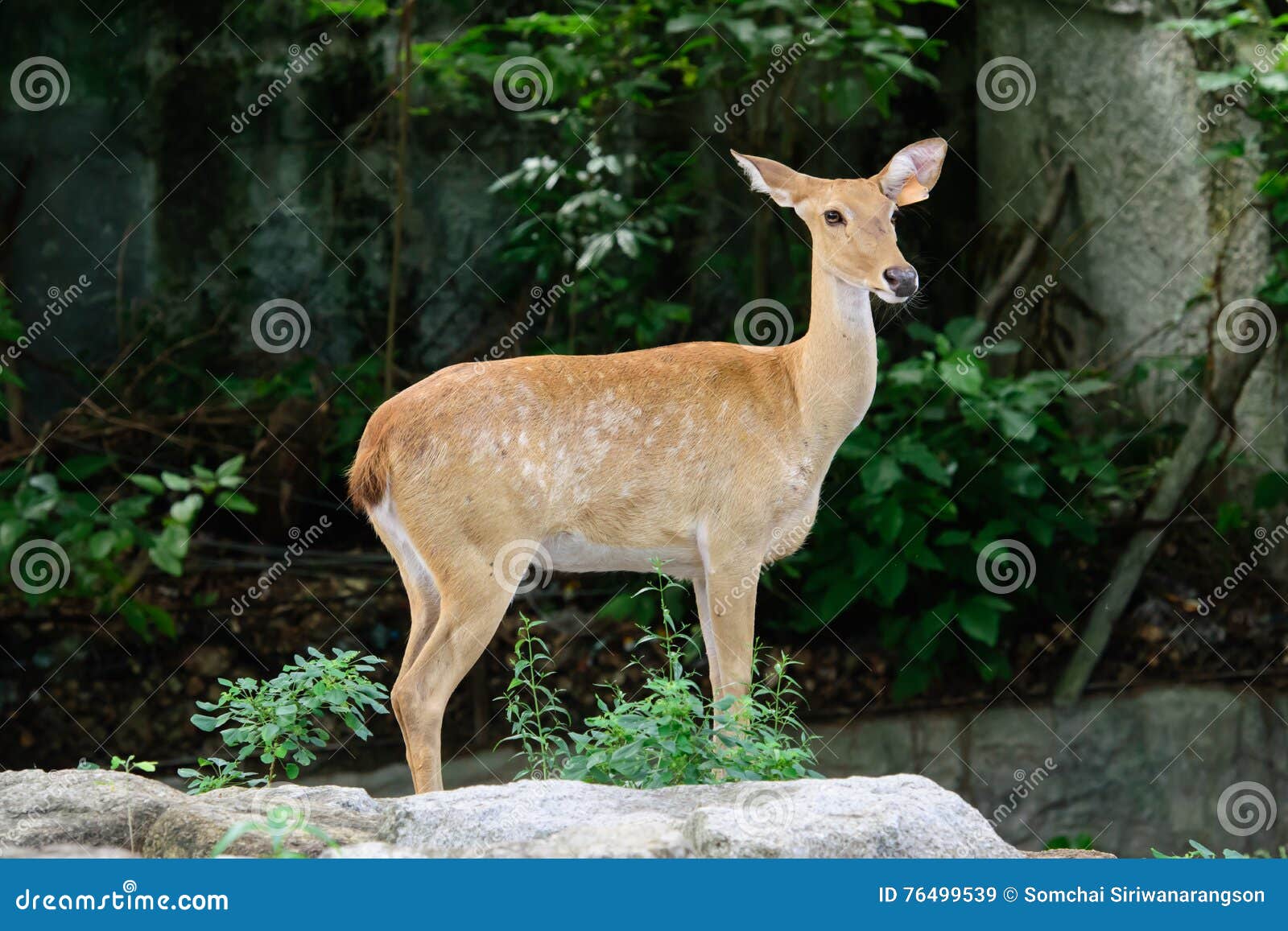 Burmese brow-antlered deer stock image. Image of environment - 76499539