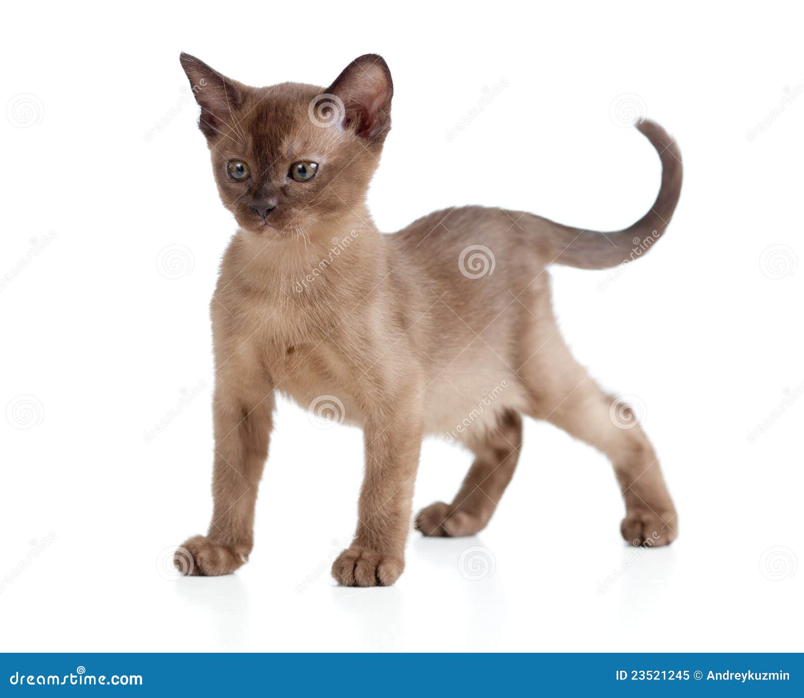 Burmese Cat Kitten on White Stock Image - Image of white, european ...