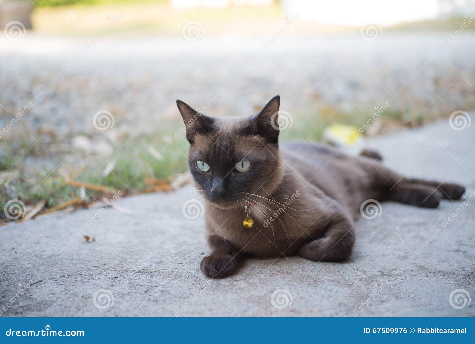 Burmese cat stock photo. Image of asian, looking, grow - 67509976