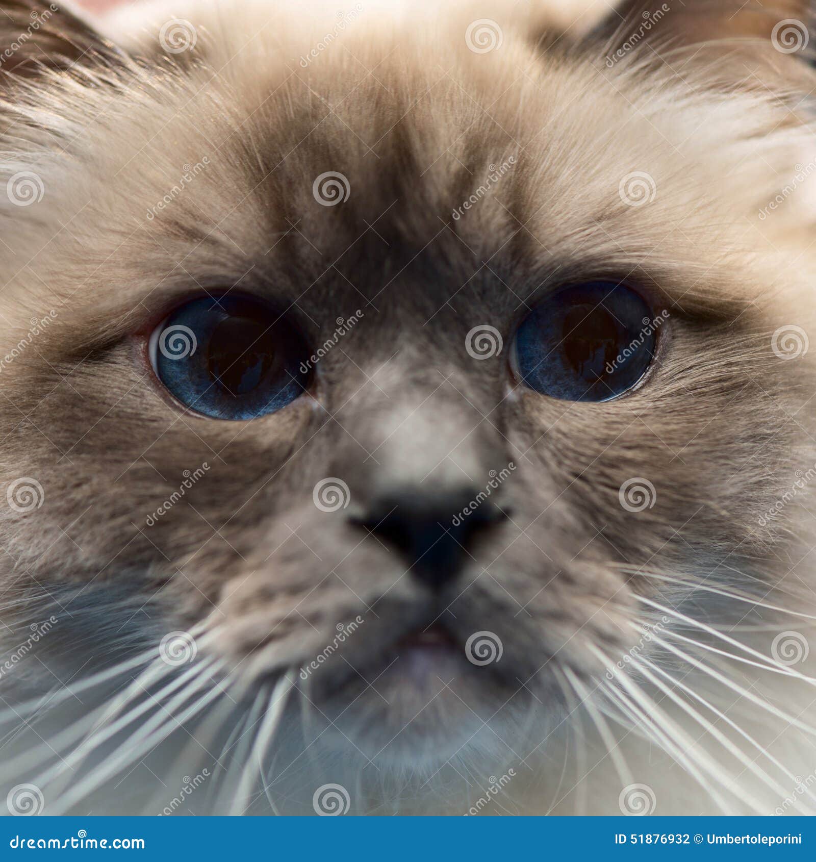 Burmese cat snout stock photo. Image of face, nose, snout - 51876932