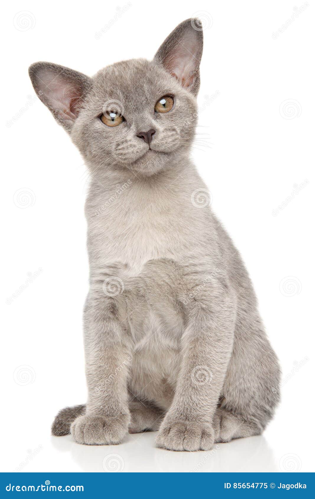 1,556 Burmese Burma Cat Stock Photos - Free & Royalty-Free Stock Photos ...