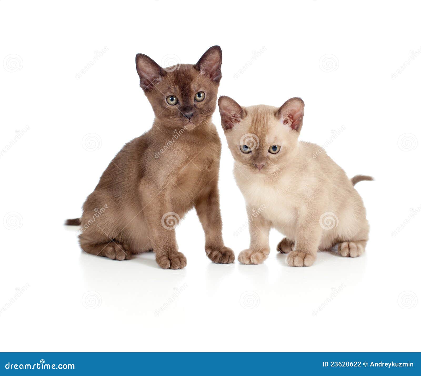 Burmese Cats Sitting on White Stock Photo - Image of brown, european ...