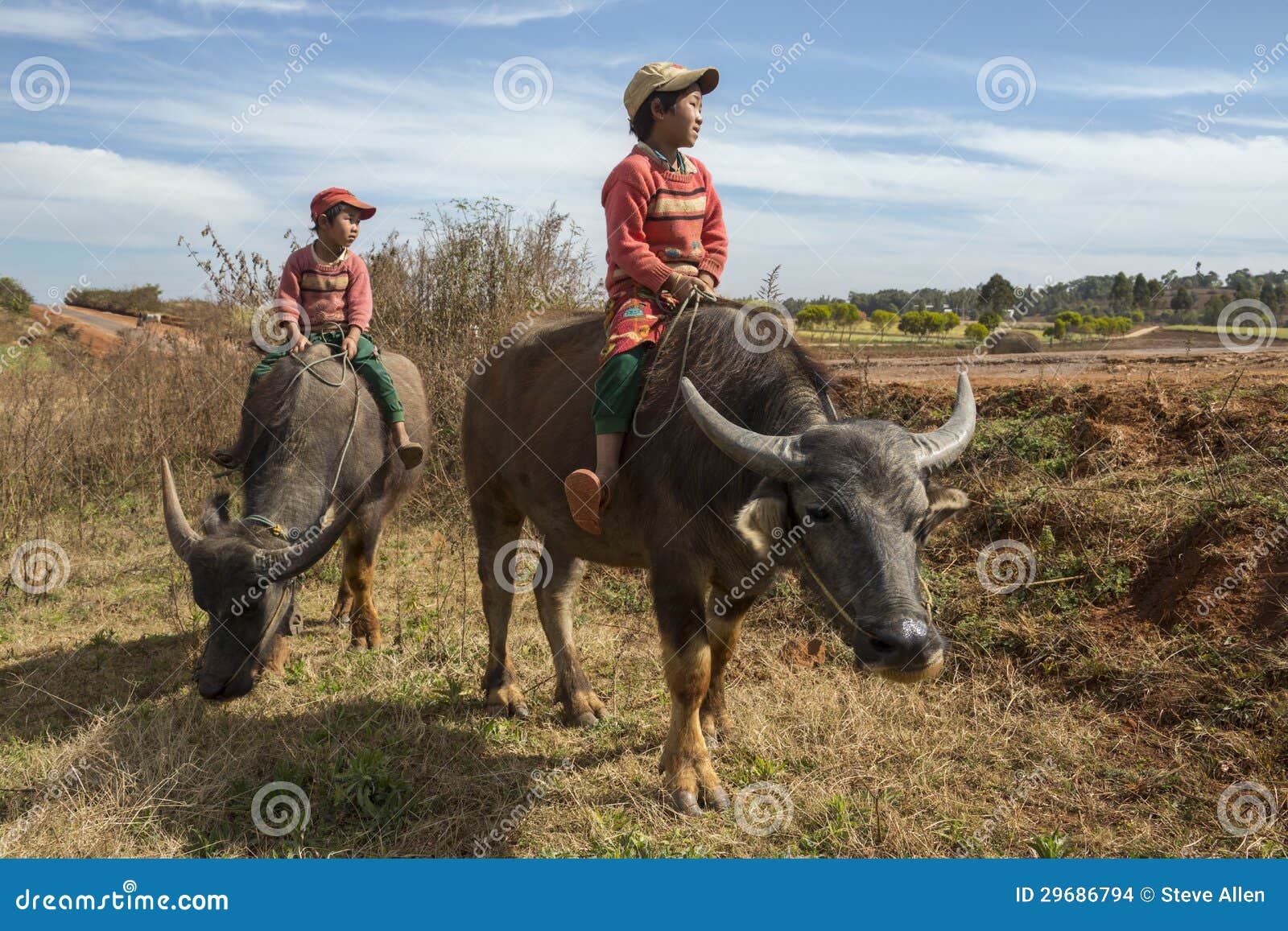 Burmese Children - Water Buffalo - Myanmar (Burma) Editorial Stock ...