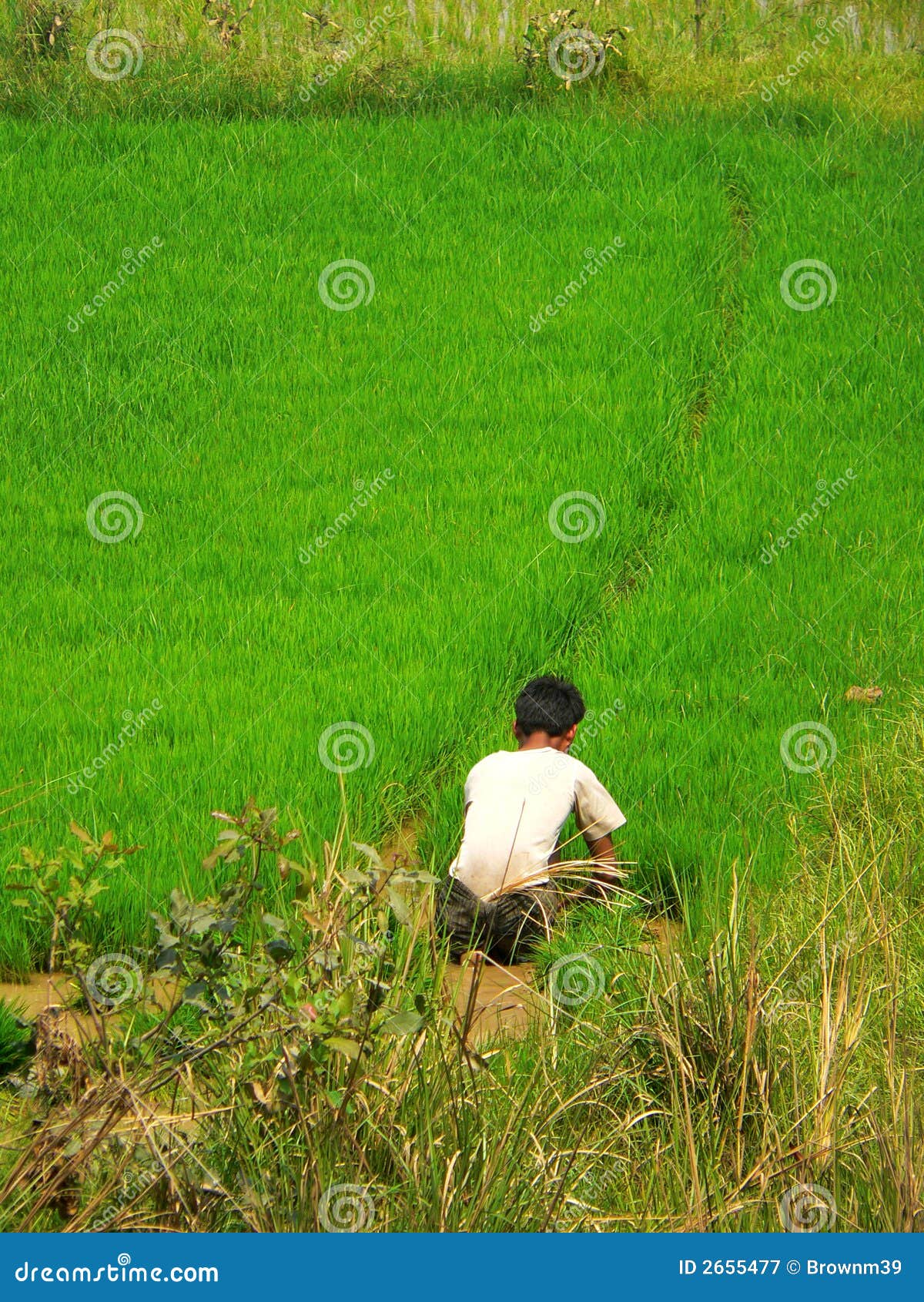 Removing Rice From The Rice Plant Pokhara, Nepal Royalty-Free Stock ...