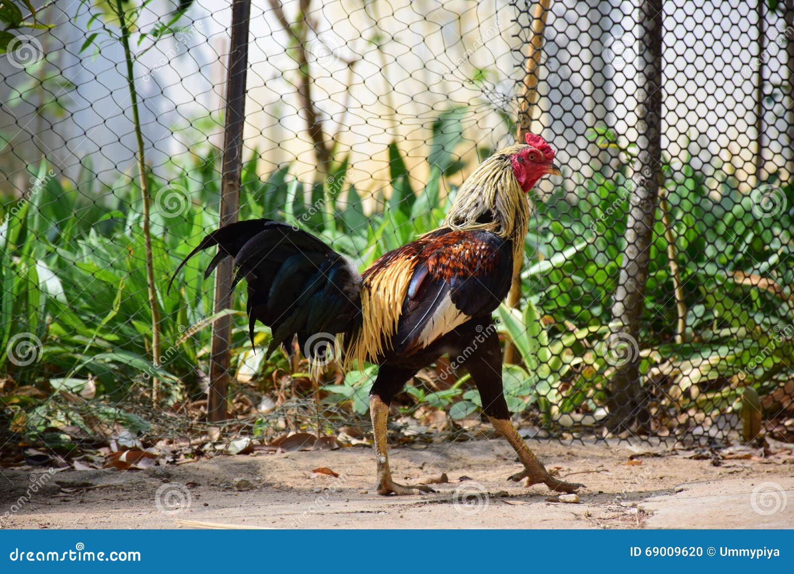 Burmese game rooster. stock photo. Image of burmese, rooster - 69009620