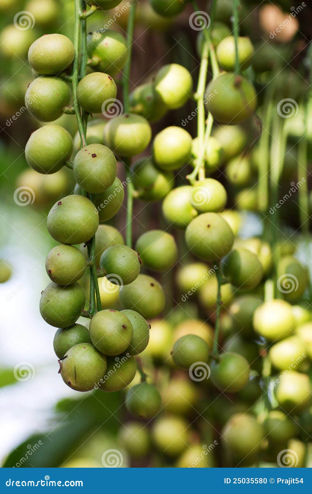 Burmese grape stock photo. Image of burmese, sour, thai - 25035580