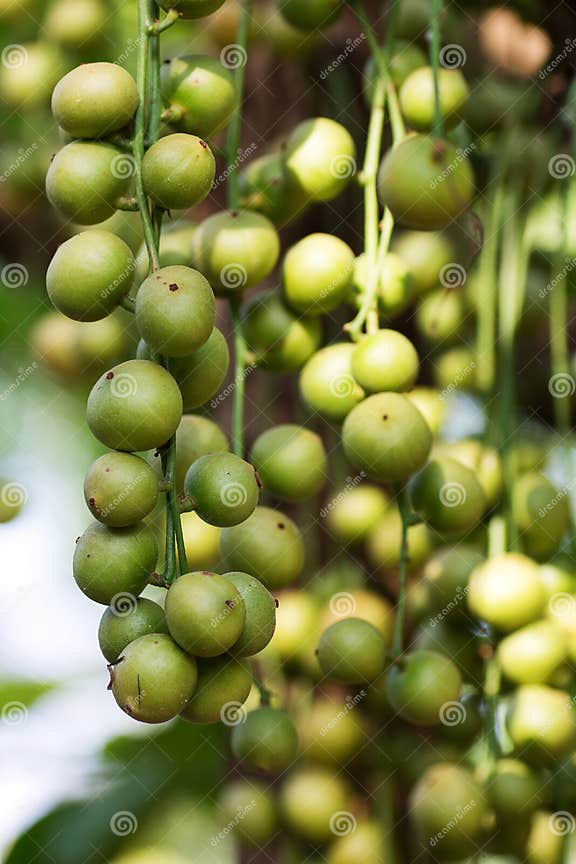 Burmese grape stock photo. Image of burmese, sour, thai - 25035580