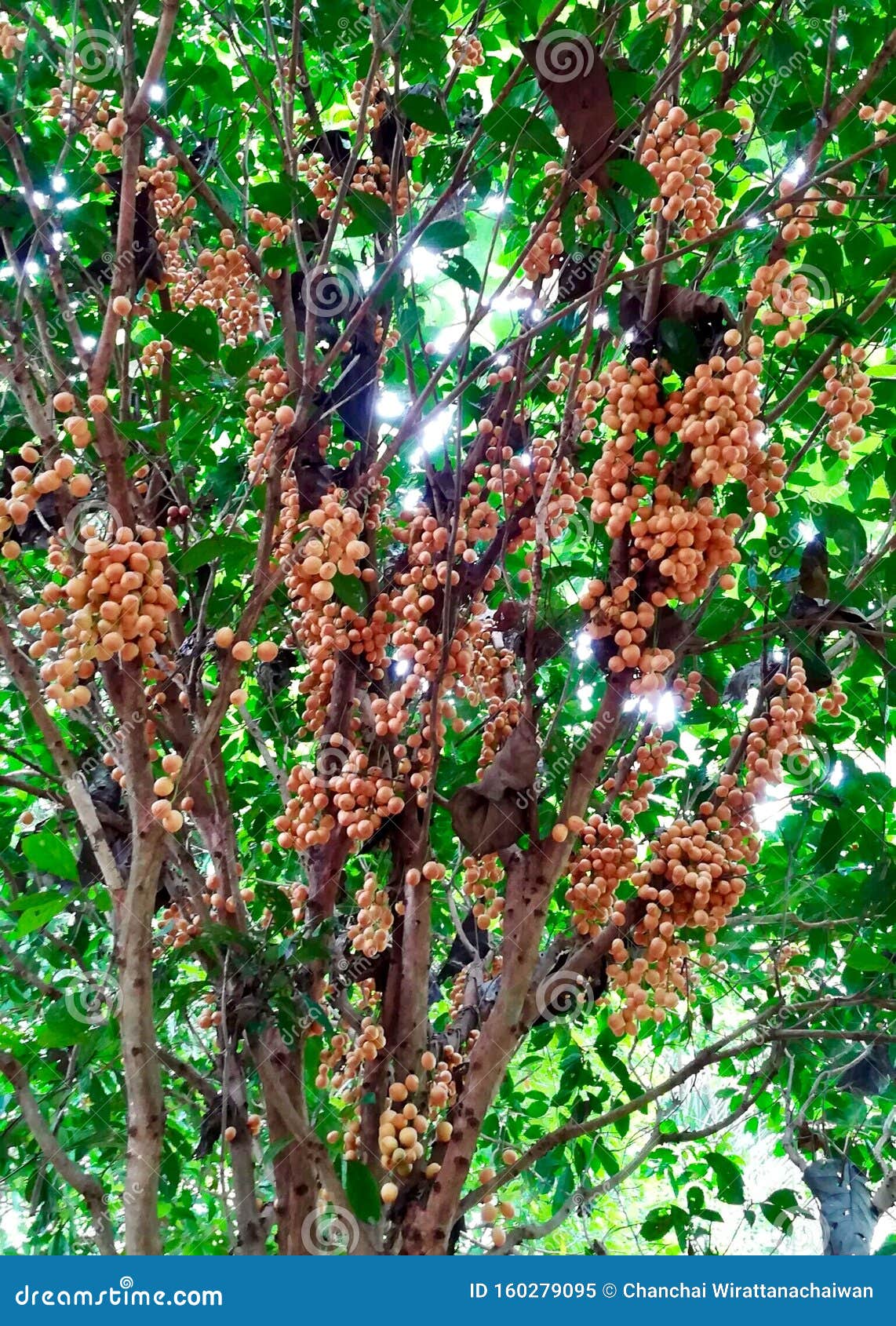 Baccaurearamiflora Stock Photos - Free & Royalty-Free Stock Photos from ...