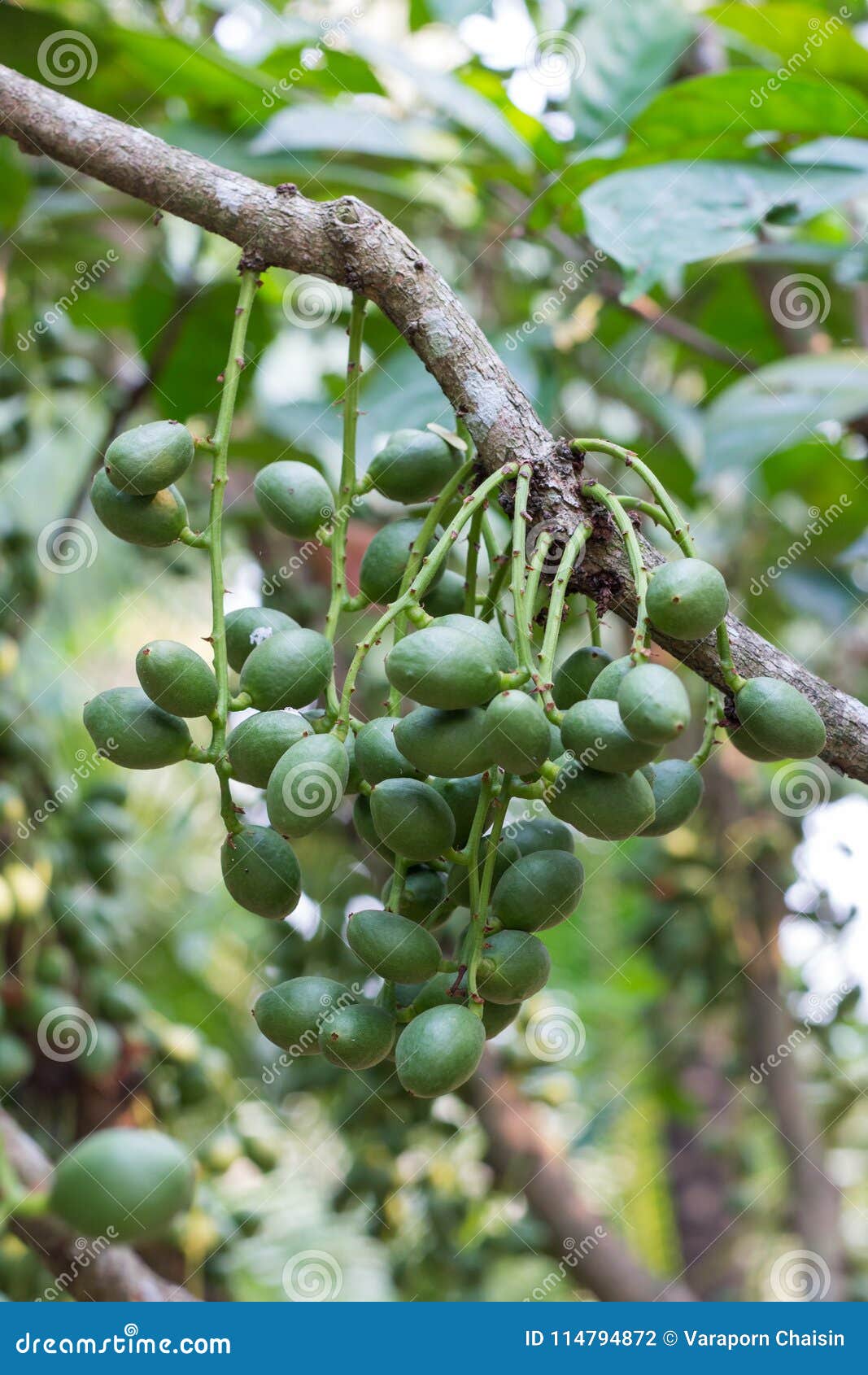 Rambai Or Rambi Fruit Royalty-Free Stock Photography | CartoonDealer ...
