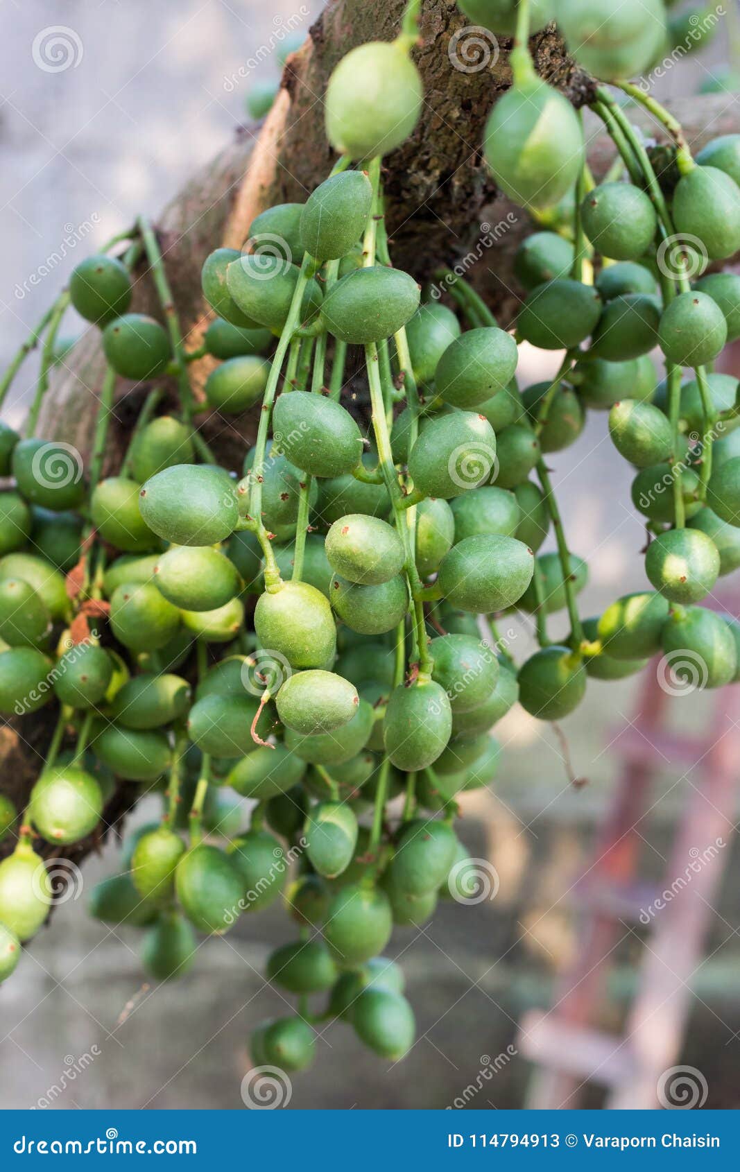 Rambai Or Rambi Fruit Stock Photography | CartoonDealer.com #192505712