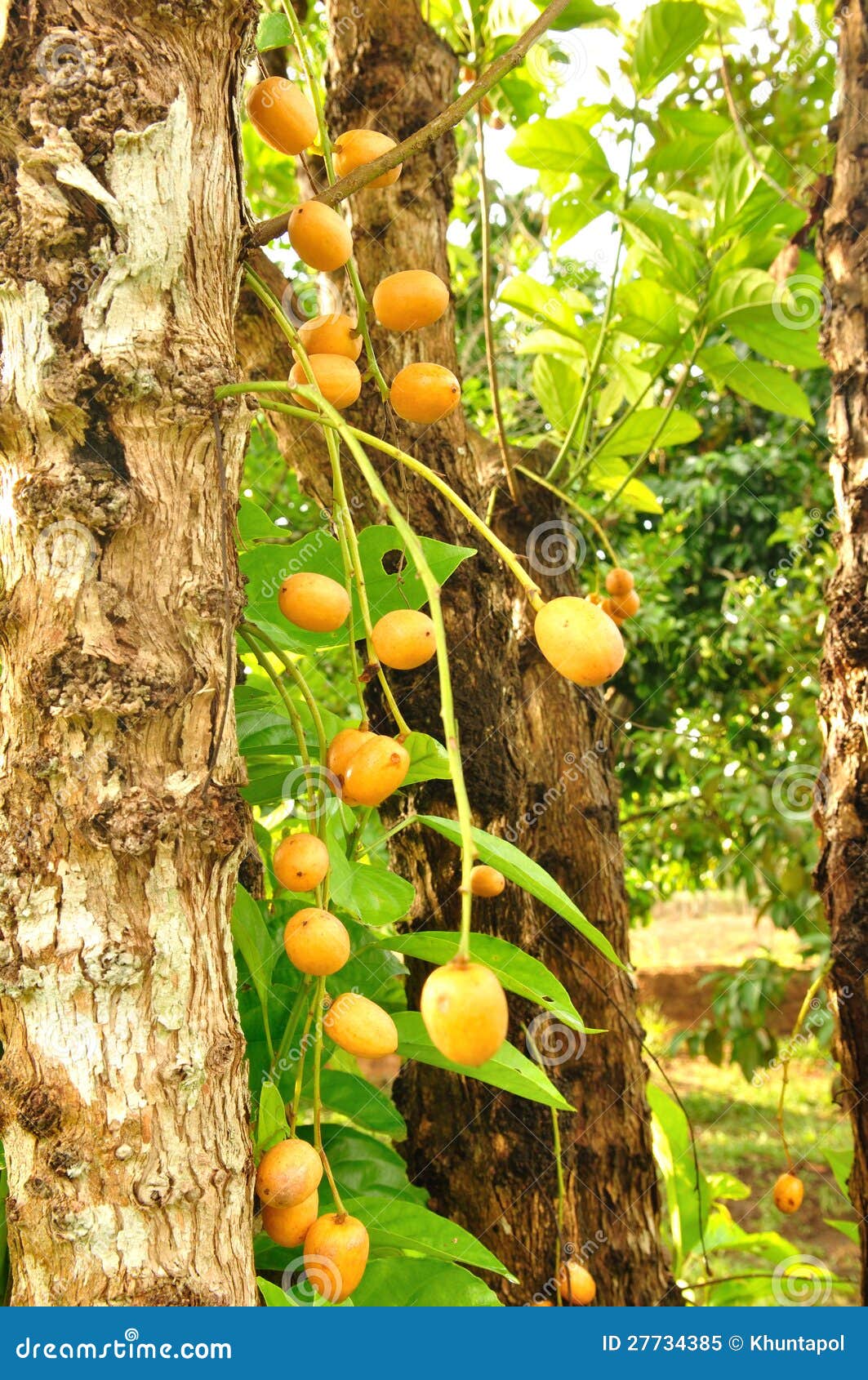 Burmese Grape or Rambai on Tree Stock Image - Image of kong, sour: 27734385