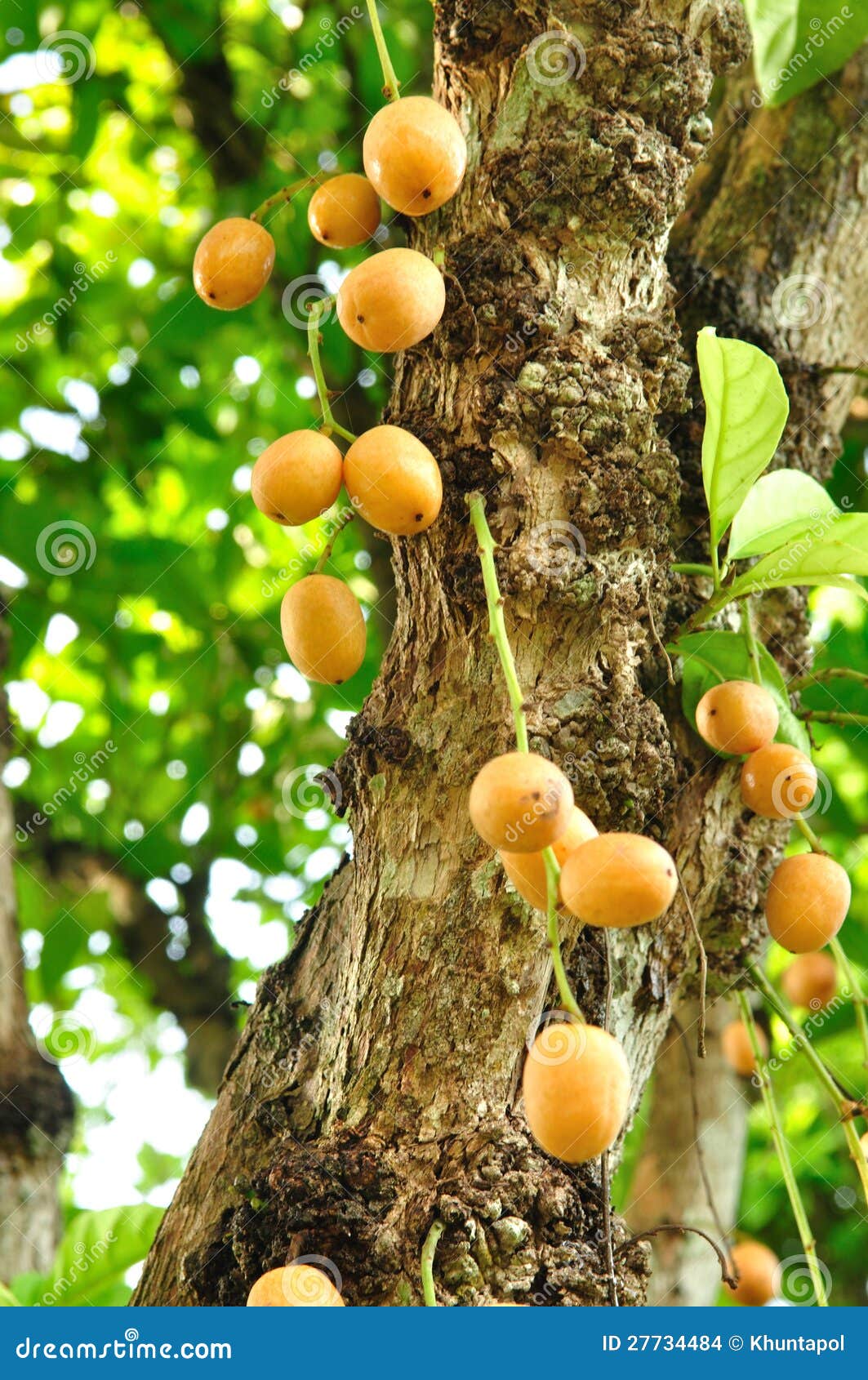 Burmese Grape or Rambai on Tree Stock Photo - Image of food, oriental ...