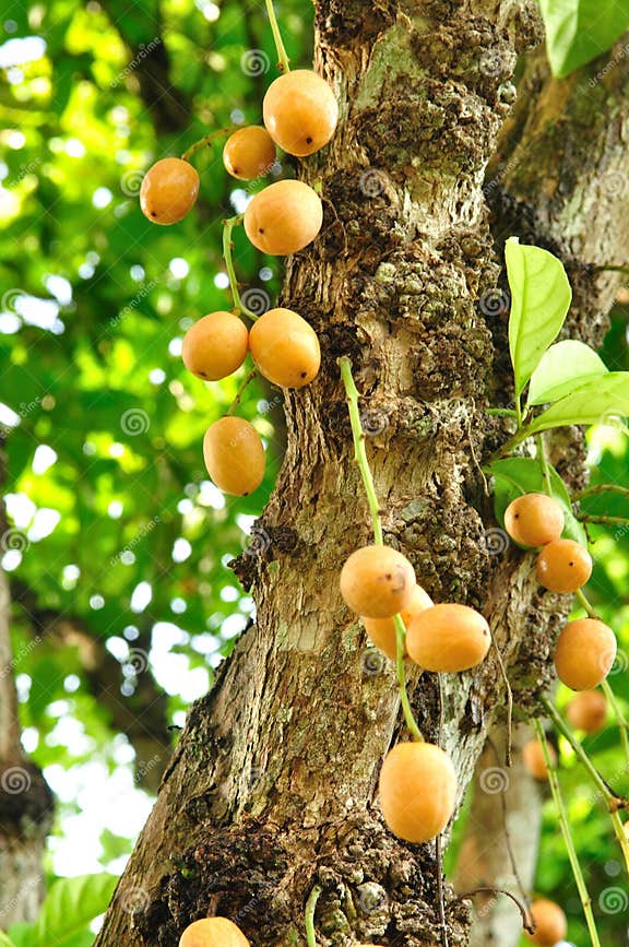 Burmese Grape or Rambai on Tree Stock Photo - Image of food, oriental ...
