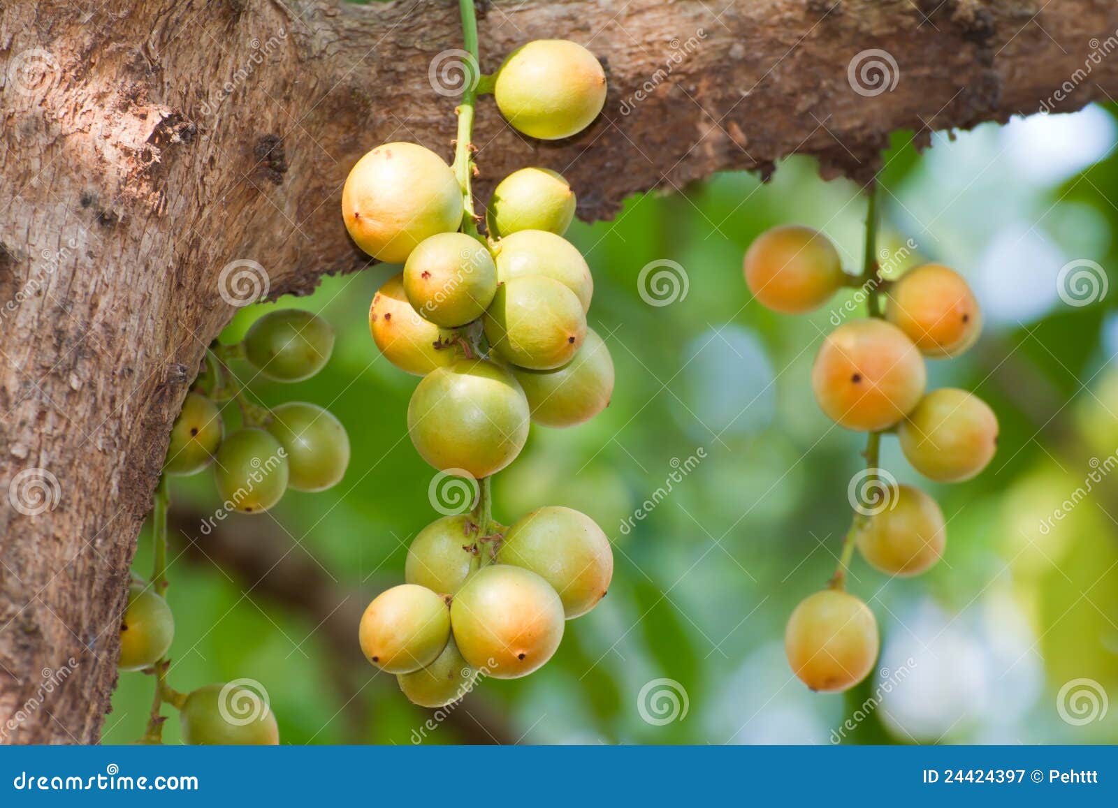 Burmese grape on tree stock image. Image of burmese, thailand - 24424397