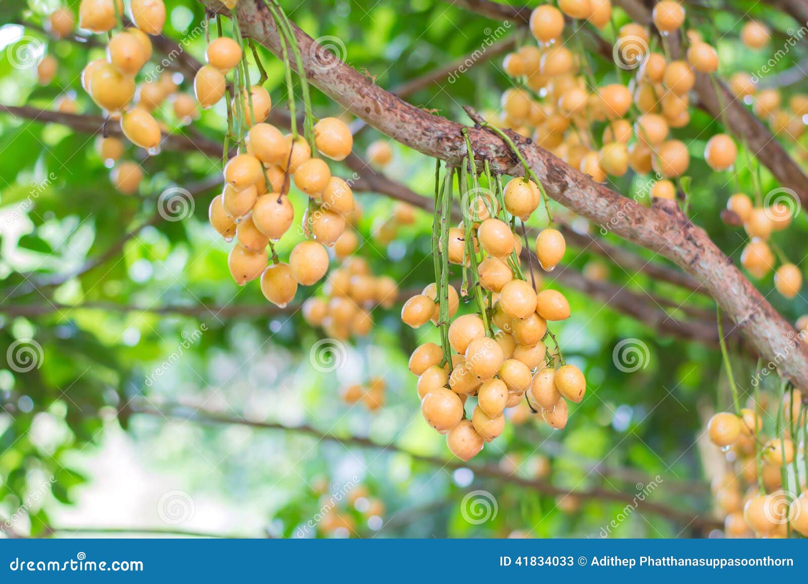 Burmese grape on tree stock image. Image of fruit, thailand - 41834033