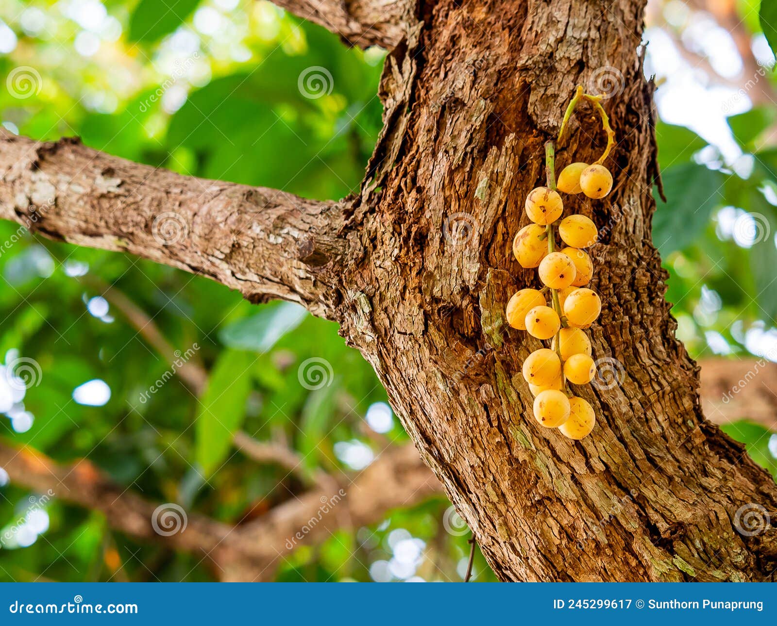 Burmese Grape on Tree, Science Name: Baccaurea Ram Flora Stock Image ...