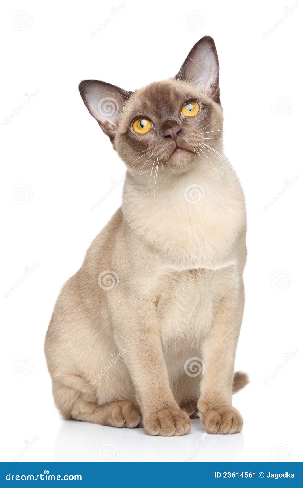 Burmese katt fotografering för bildbyråer. Bild av husdjur - 23614561