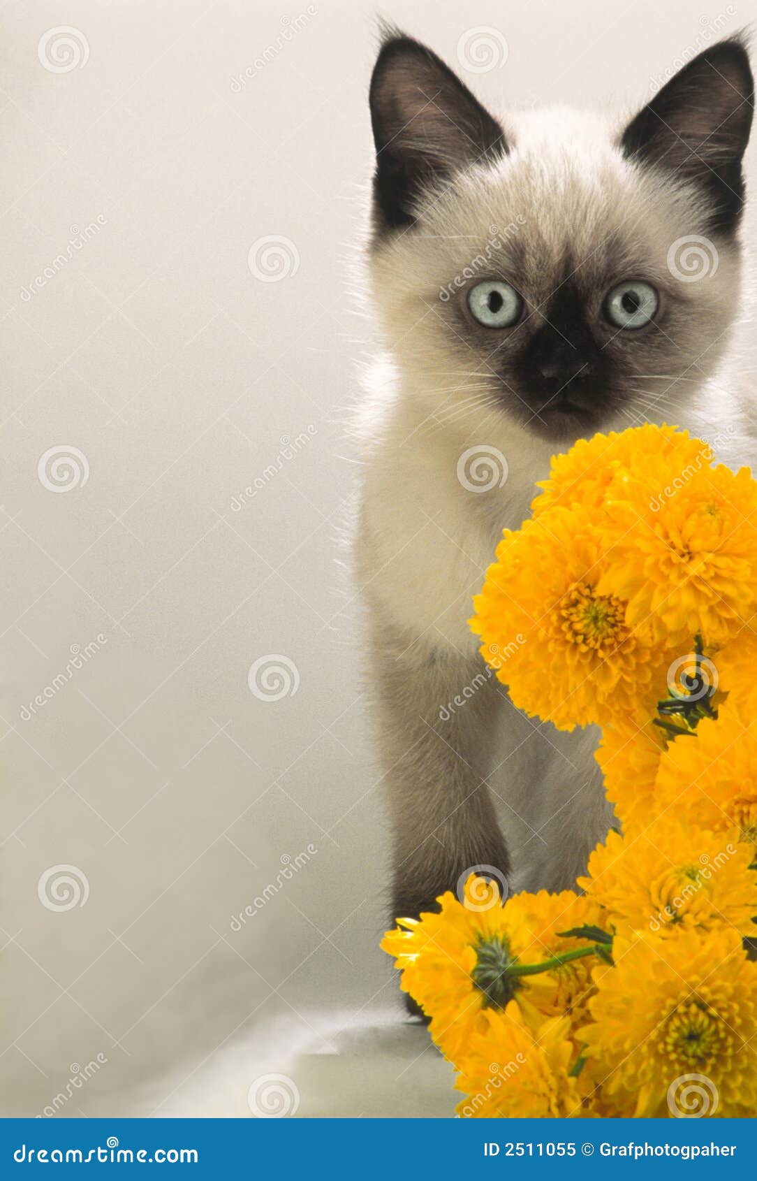 Burmese Kitten Looks, Color Stock Image - Image of flowers, burmese ...