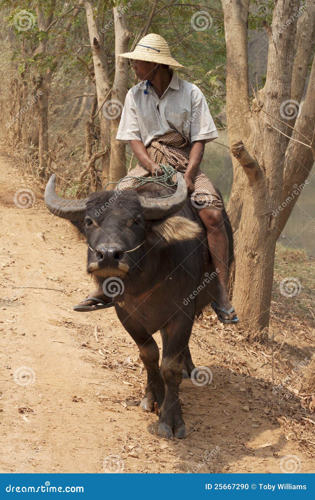 Burmese man riding buffalo editorial image. Image of riding - 25667290