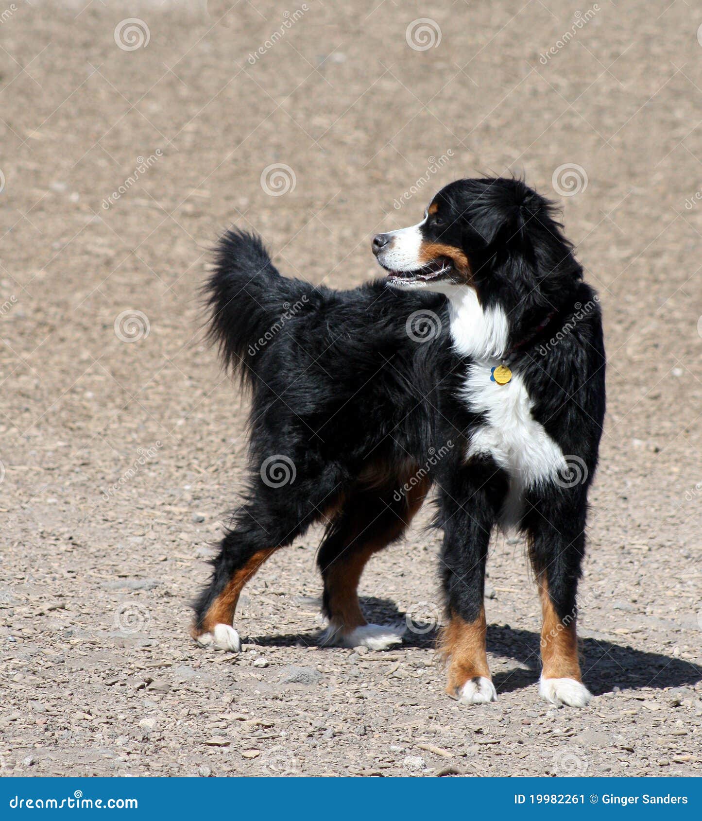 Burmese Mountain Dog stock image. Image of horizontal - 19982261