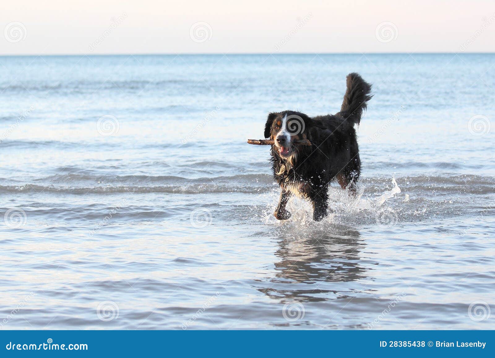 Burmese Mountain Dog Retrieving a Stick Stock Photo - Image of carry ...