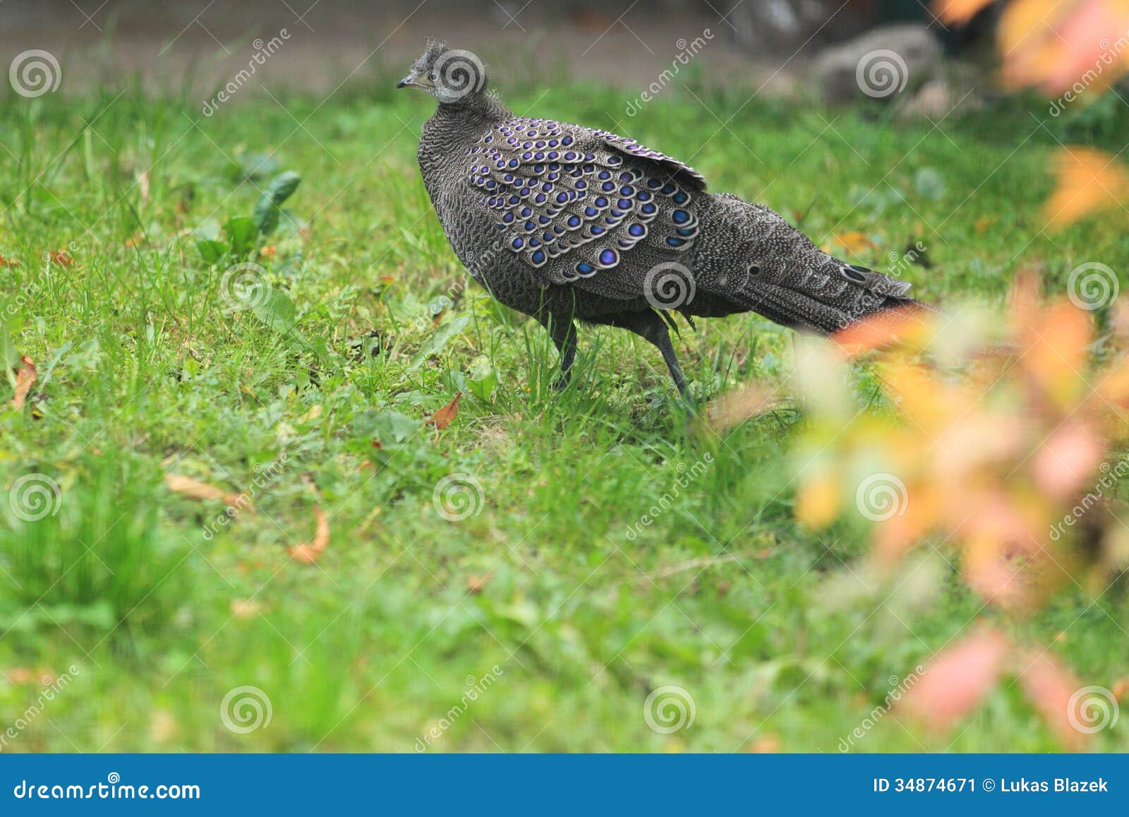 Burmese peacock-pheasant stock image. Image of southeast - 34874671