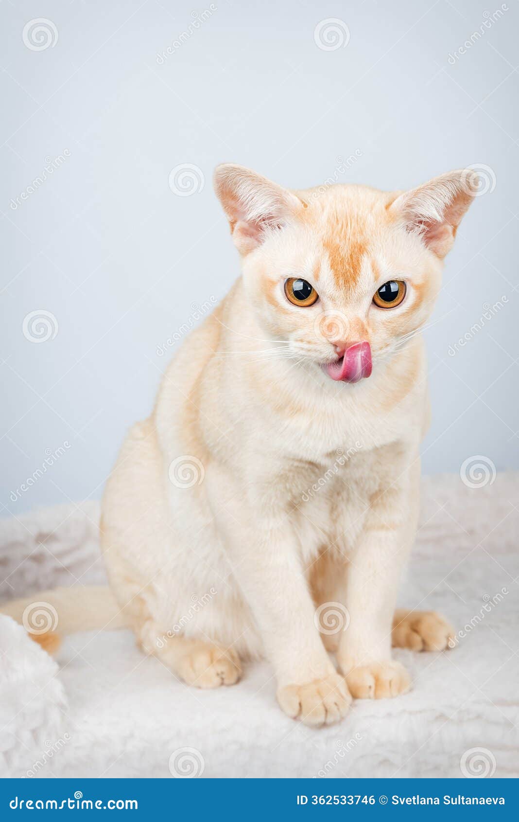Burmese Purebred Cat Licking Itself Stock Photo - Image of kitty, lick ...