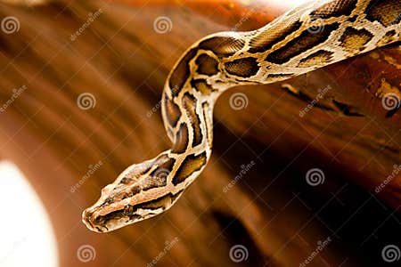 Burmese python. stock image. Image of endangered, mutation - 17135735