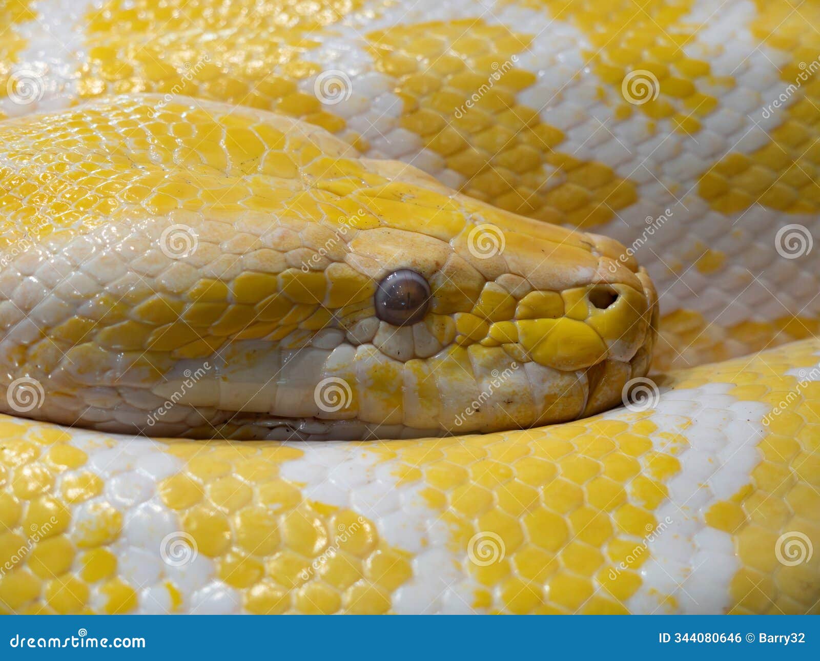 Albino Snake. Royalty-Free Stock Photo | CartoonDealer.com #153913629