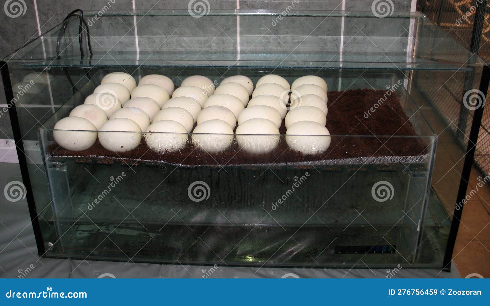Burmese Python (Python Bivittatus) Stock Image - Image of cuisine ...