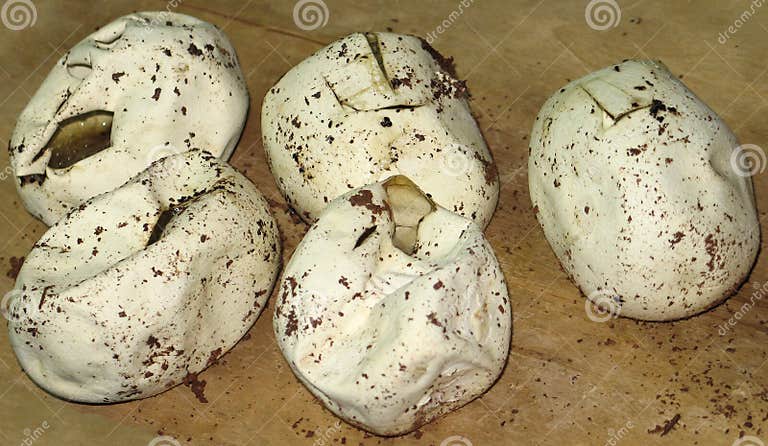 Burmese Python (Python Bivittatus) Stock Photo - Image of breakfast ...